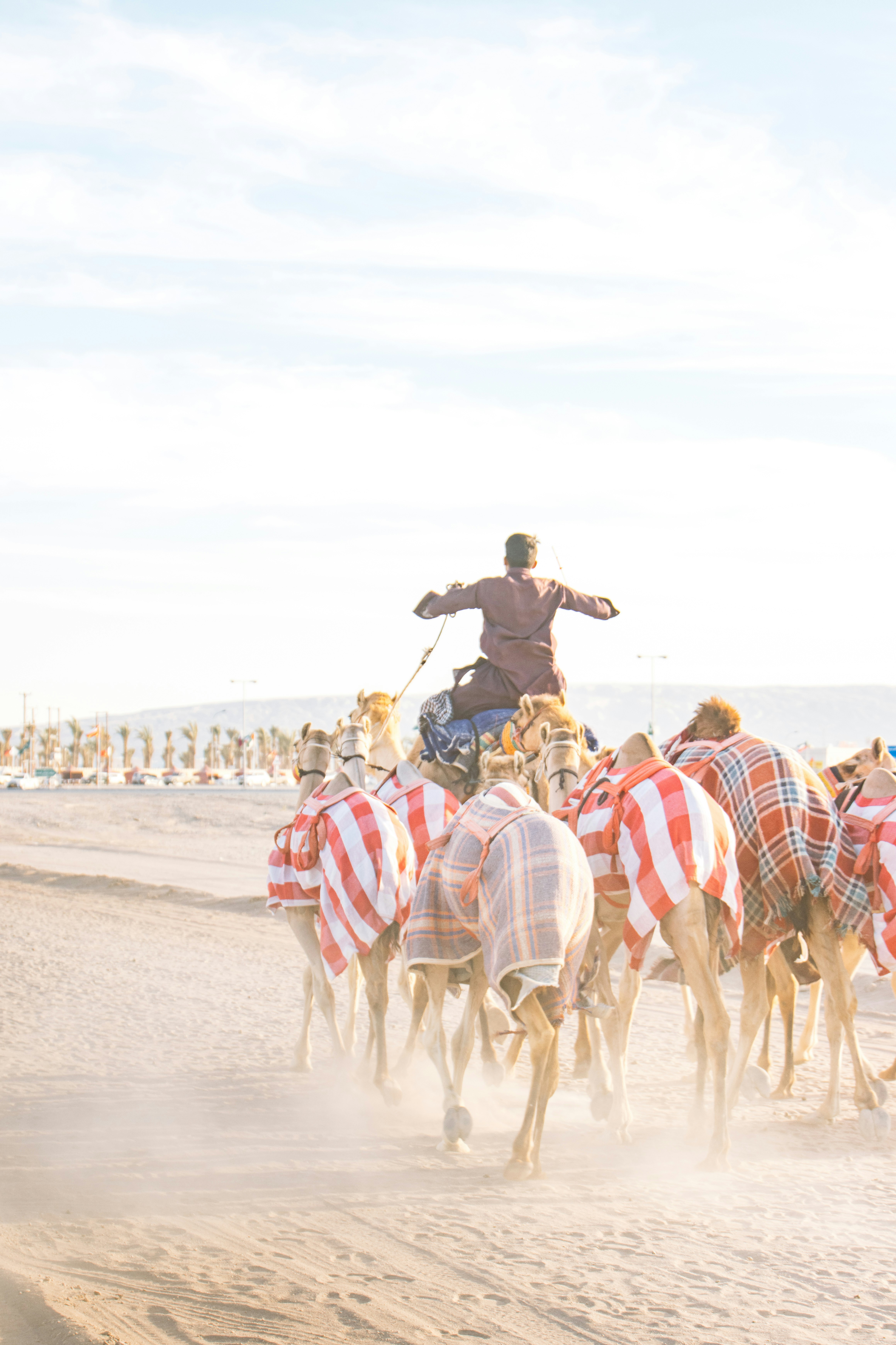 Dusty Parade: A Rider Commands Camels in Coastal Sand