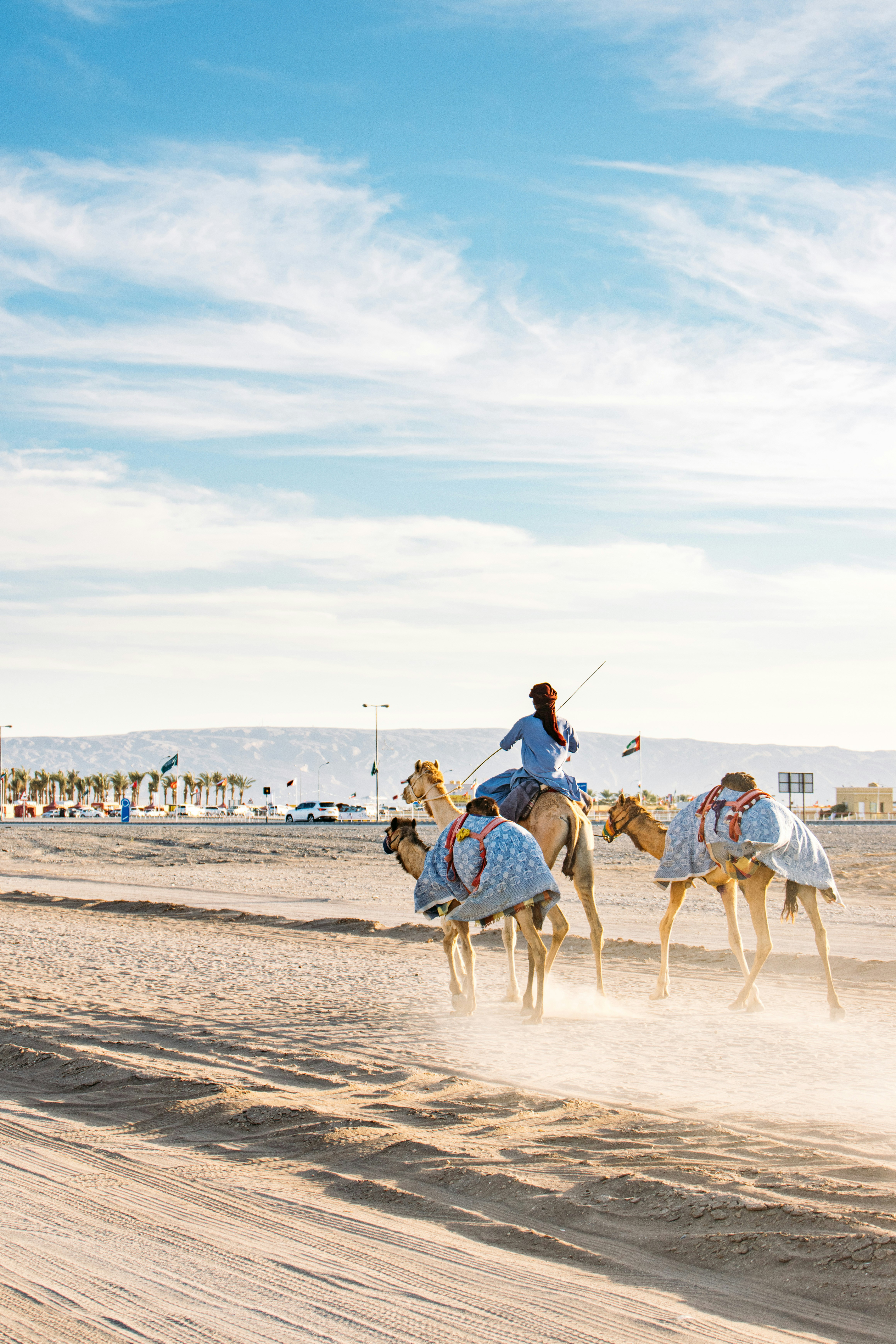 Dust and Dune Riders: Camels in a Desert Parade