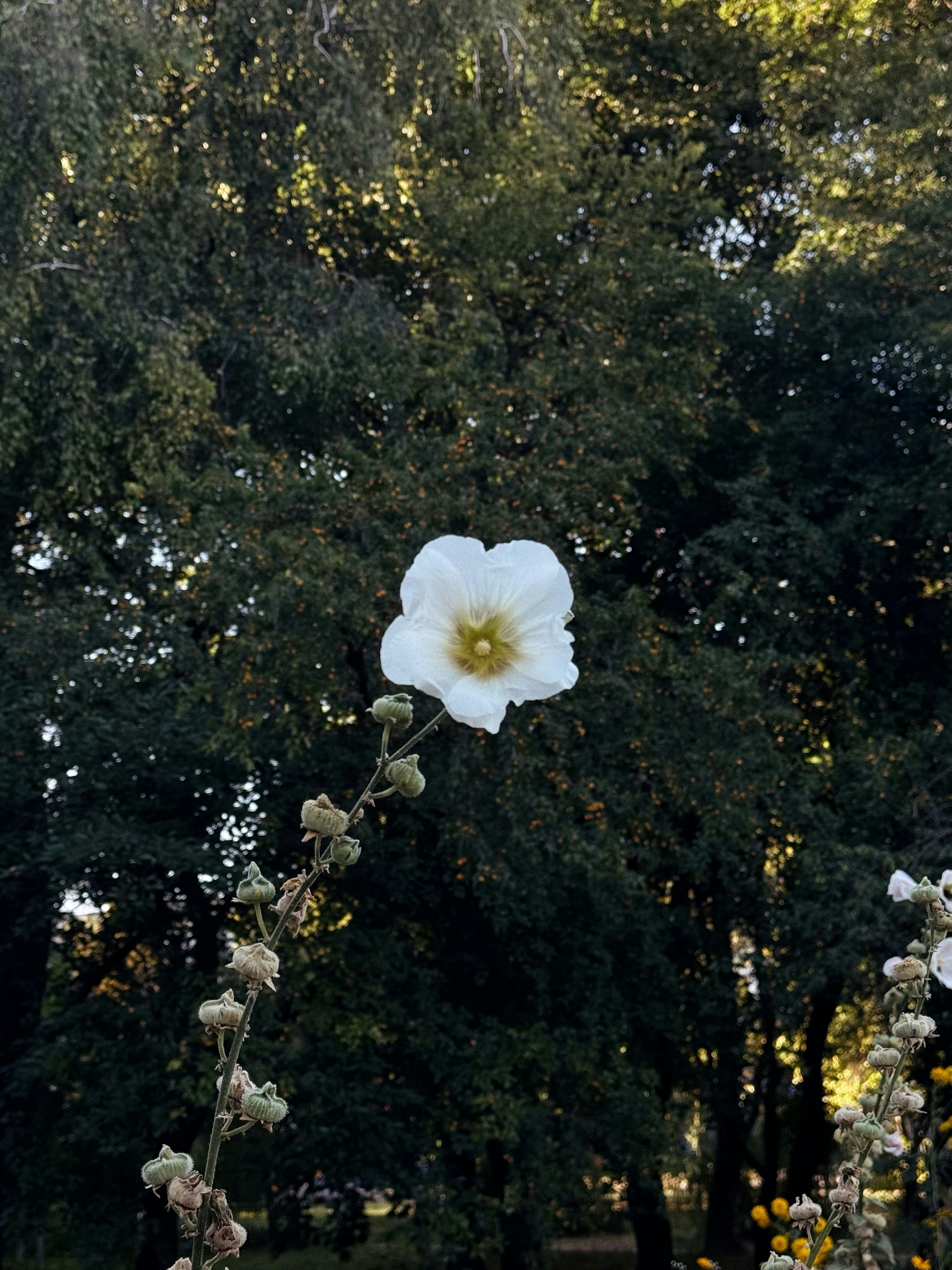 White Meadow Bloom Striking Against the Dusk Forest