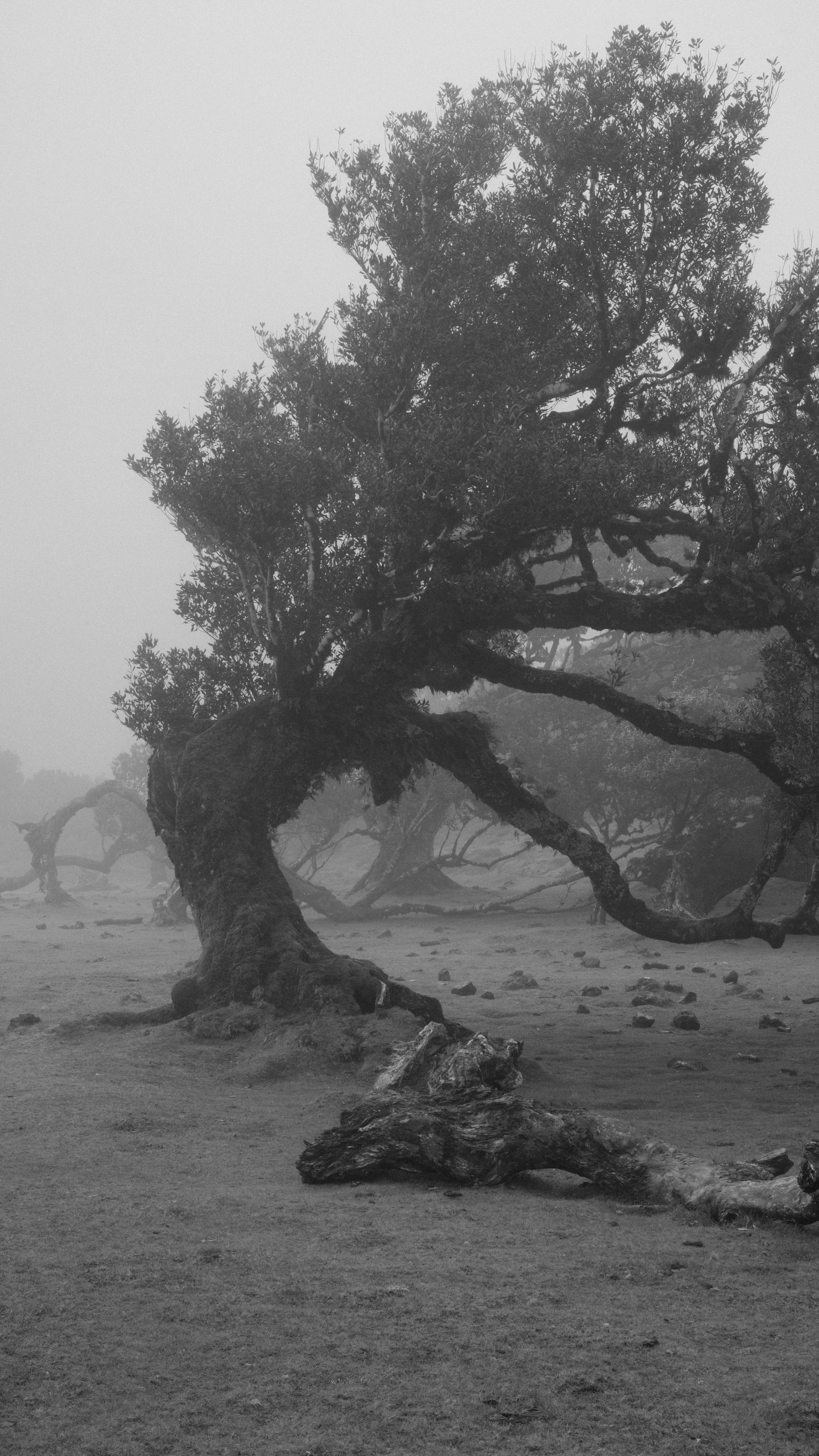 Gnarled Sentinel: A Lone Tree in Mist on a Tidal Plain