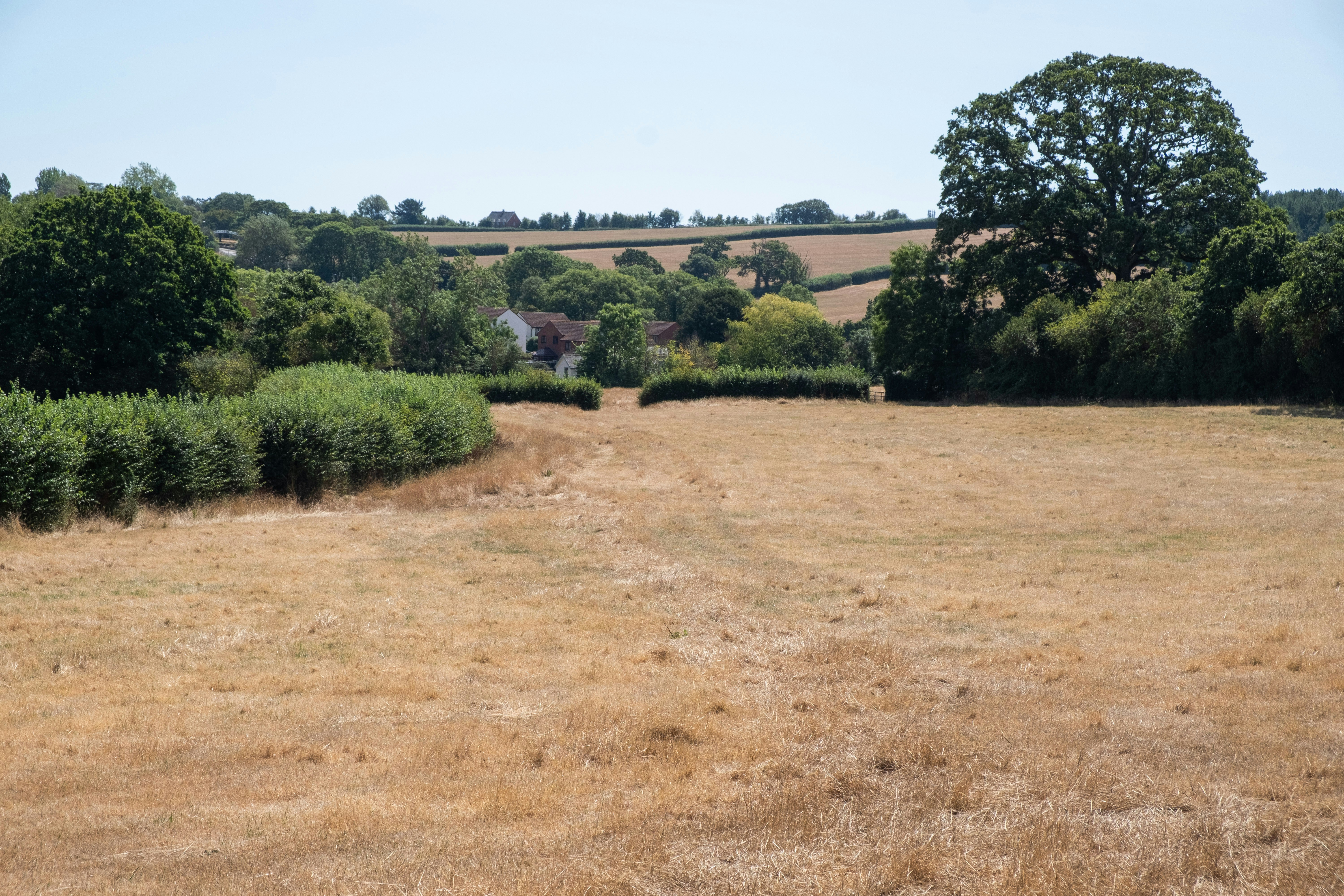 Golden field under a blue sky with hedgerows and a distant farmhouse, conveying rural calm and open space.