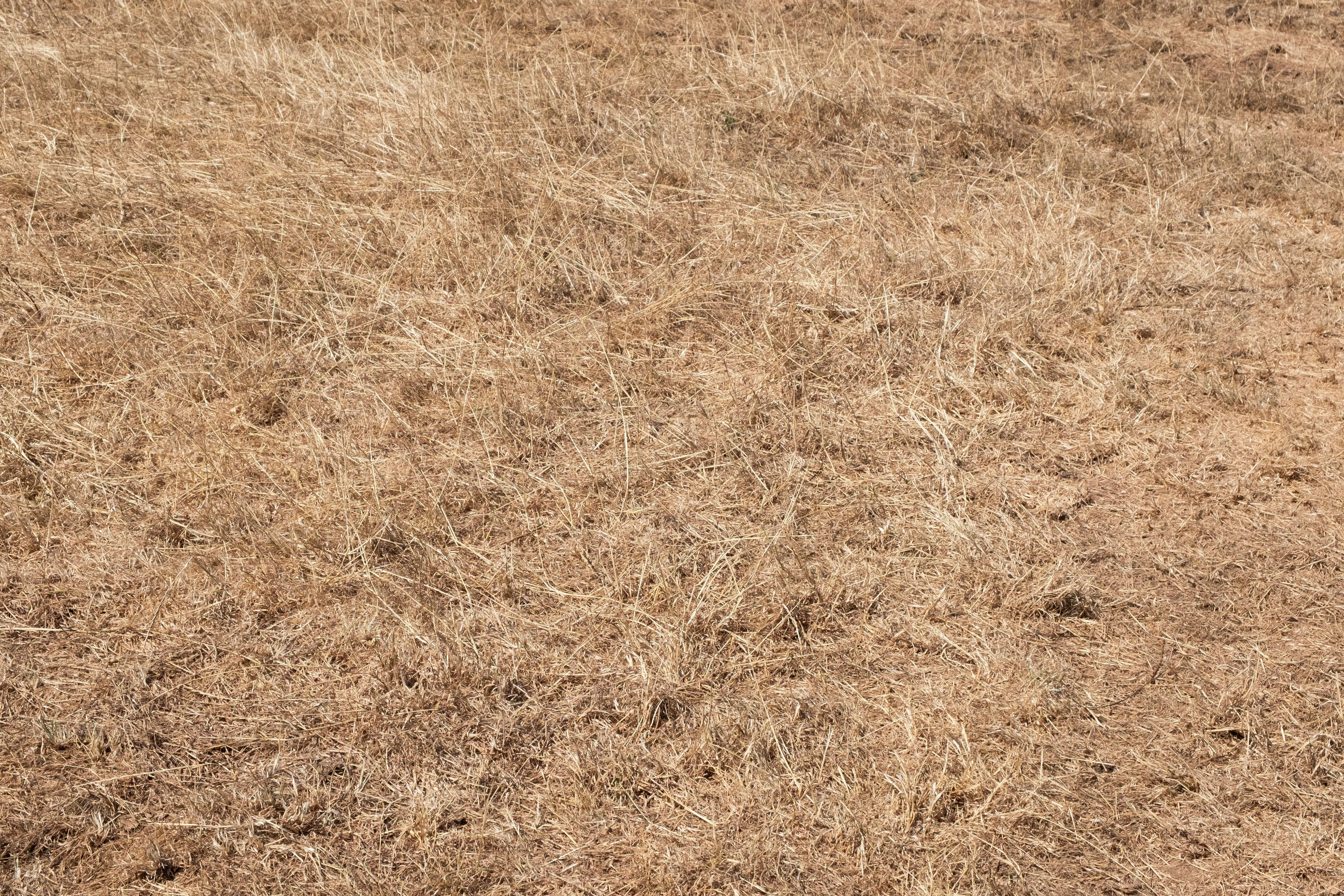 Sunbaked Field: Texture and Tangles of Dried Grass