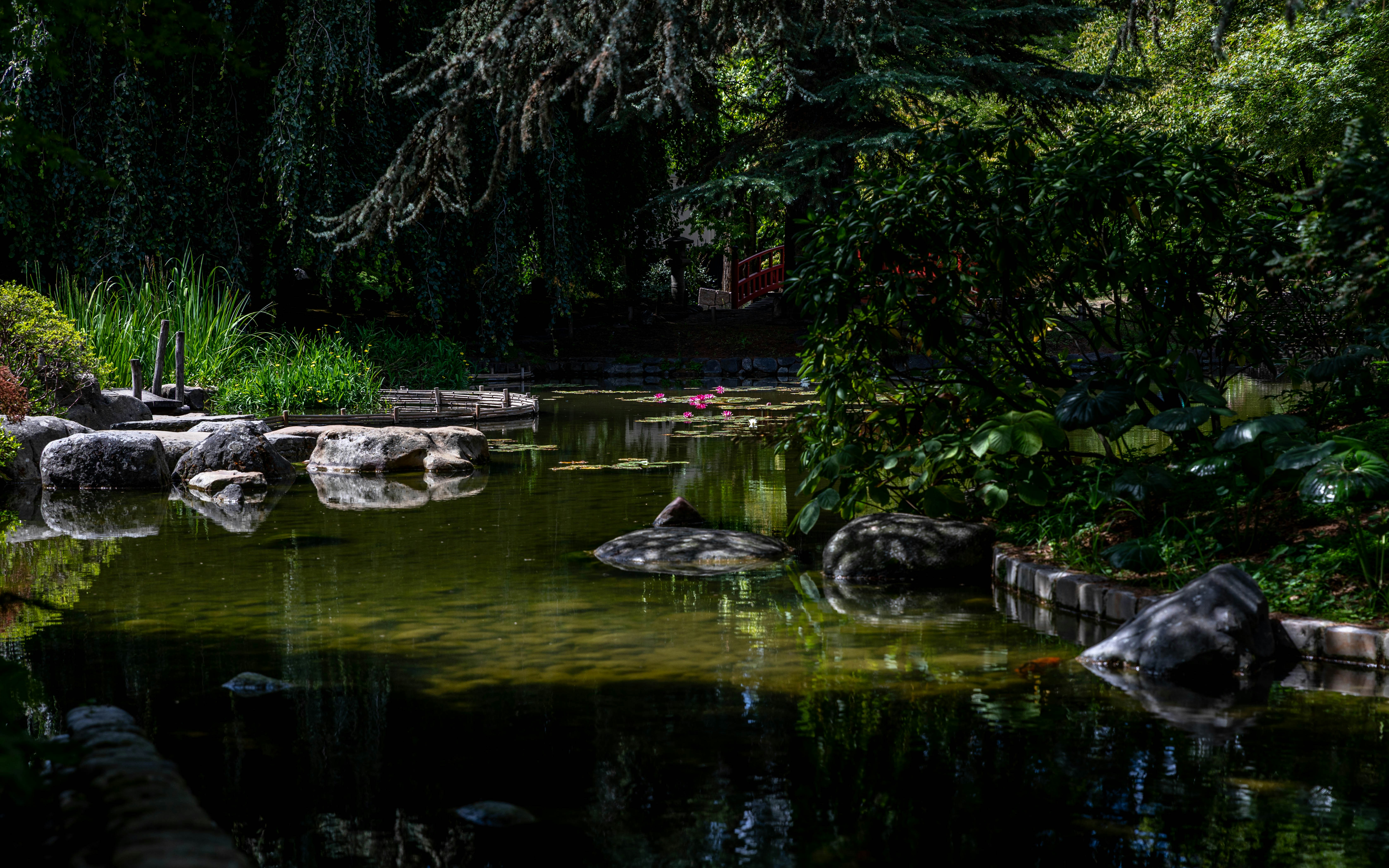 Still Waters, Hidden Garden: A Tranquil Pond Framed by Shade and Stone