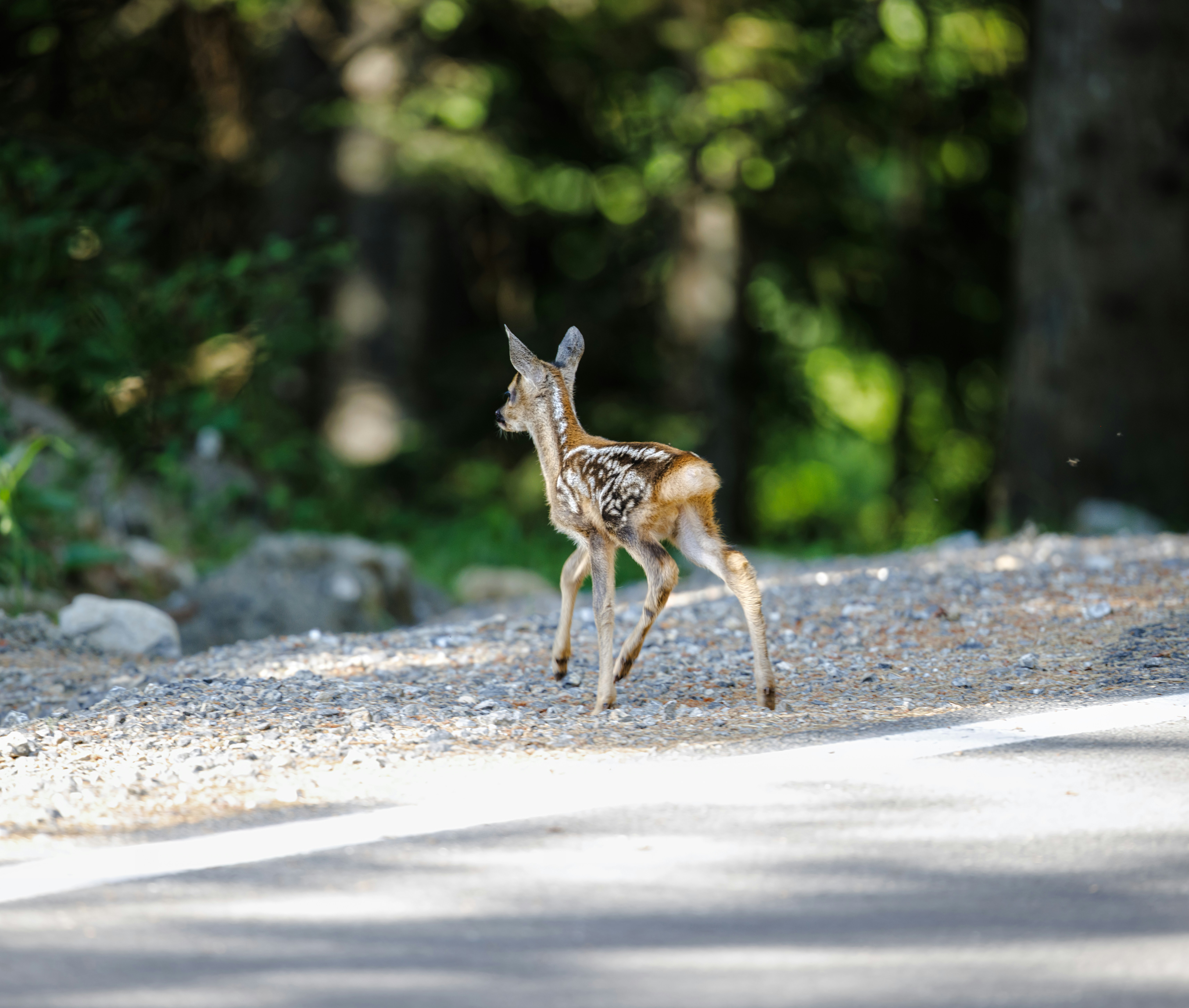 Young fawn at the edge of a sunlit woodland road