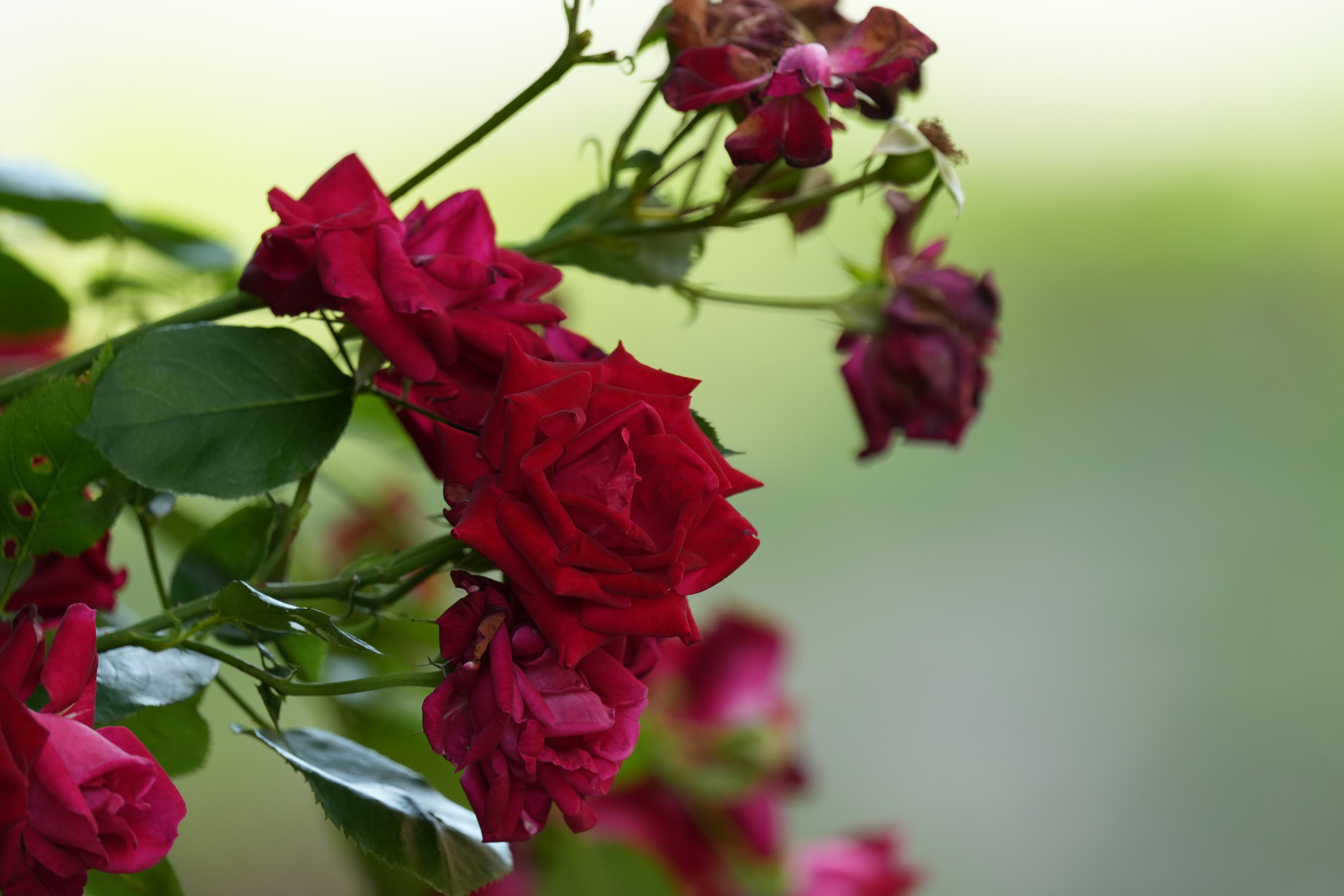 Crimson Roses in Soft Focus Bloom