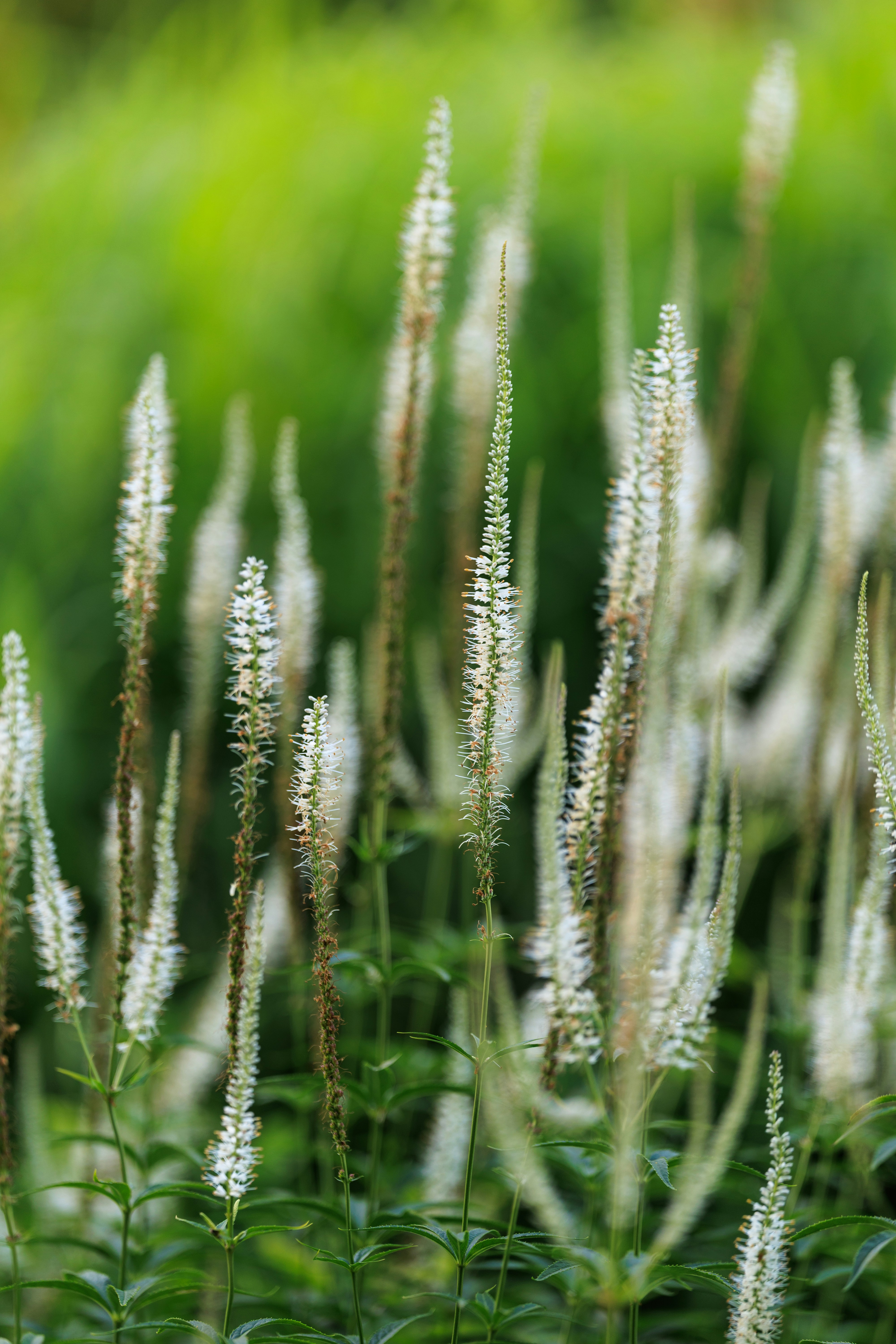 Silent Bloom: Vertical Whispers in a Meadow