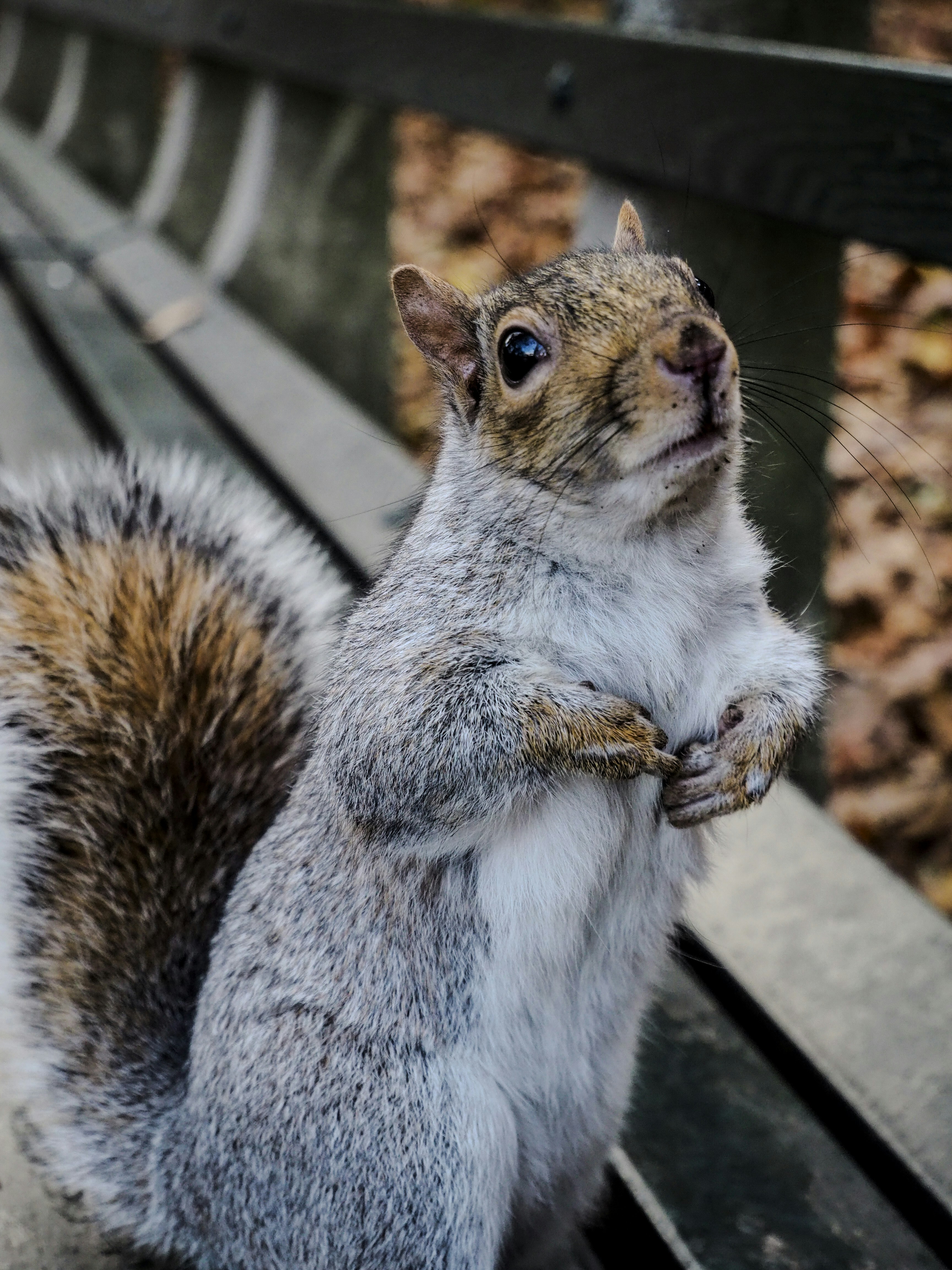 Curious Squirrel on a Wooded Bench