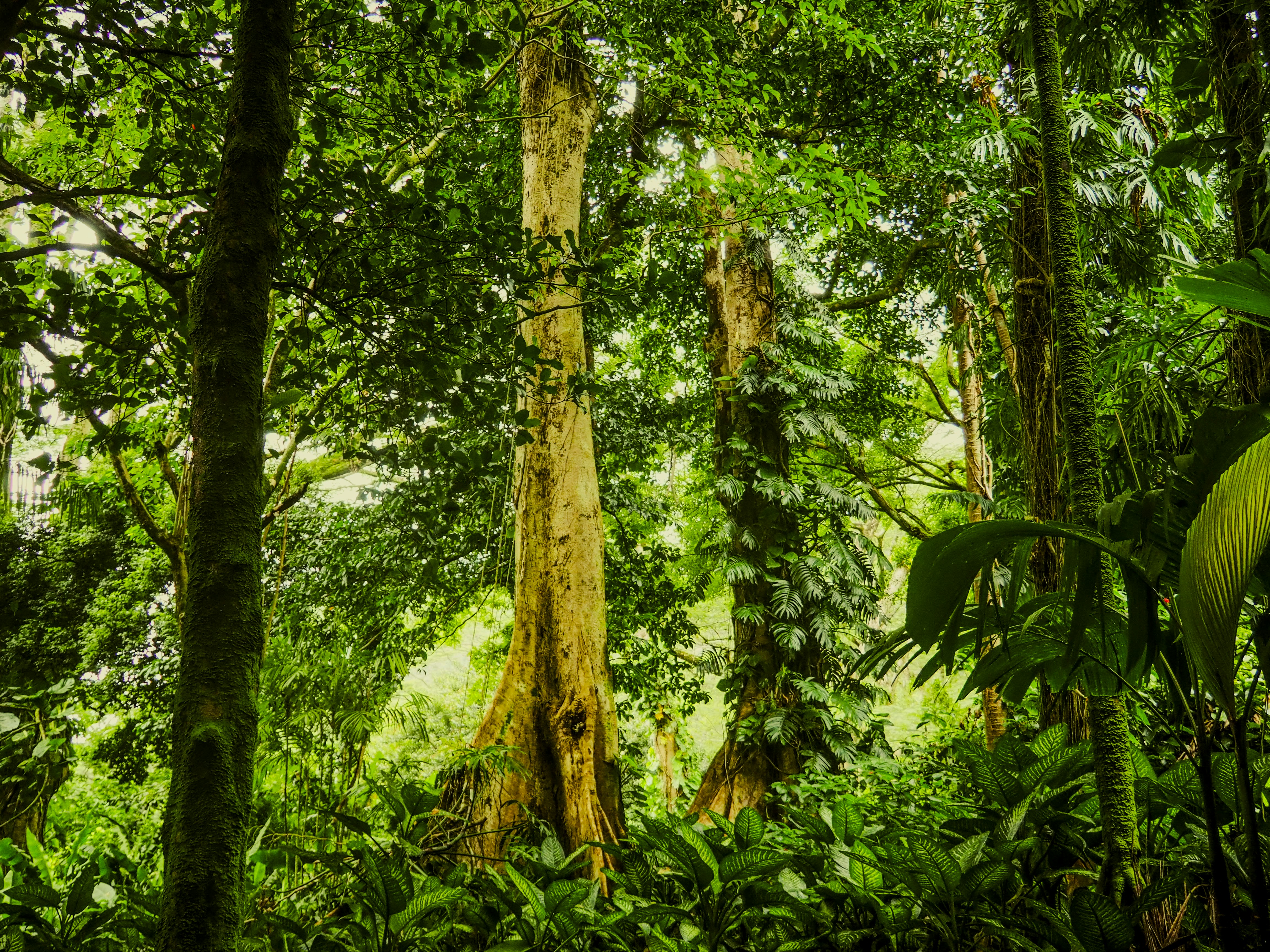 Lush tropical forest with tall trunks and dense green foliage, dappled light filtering through the canopy.