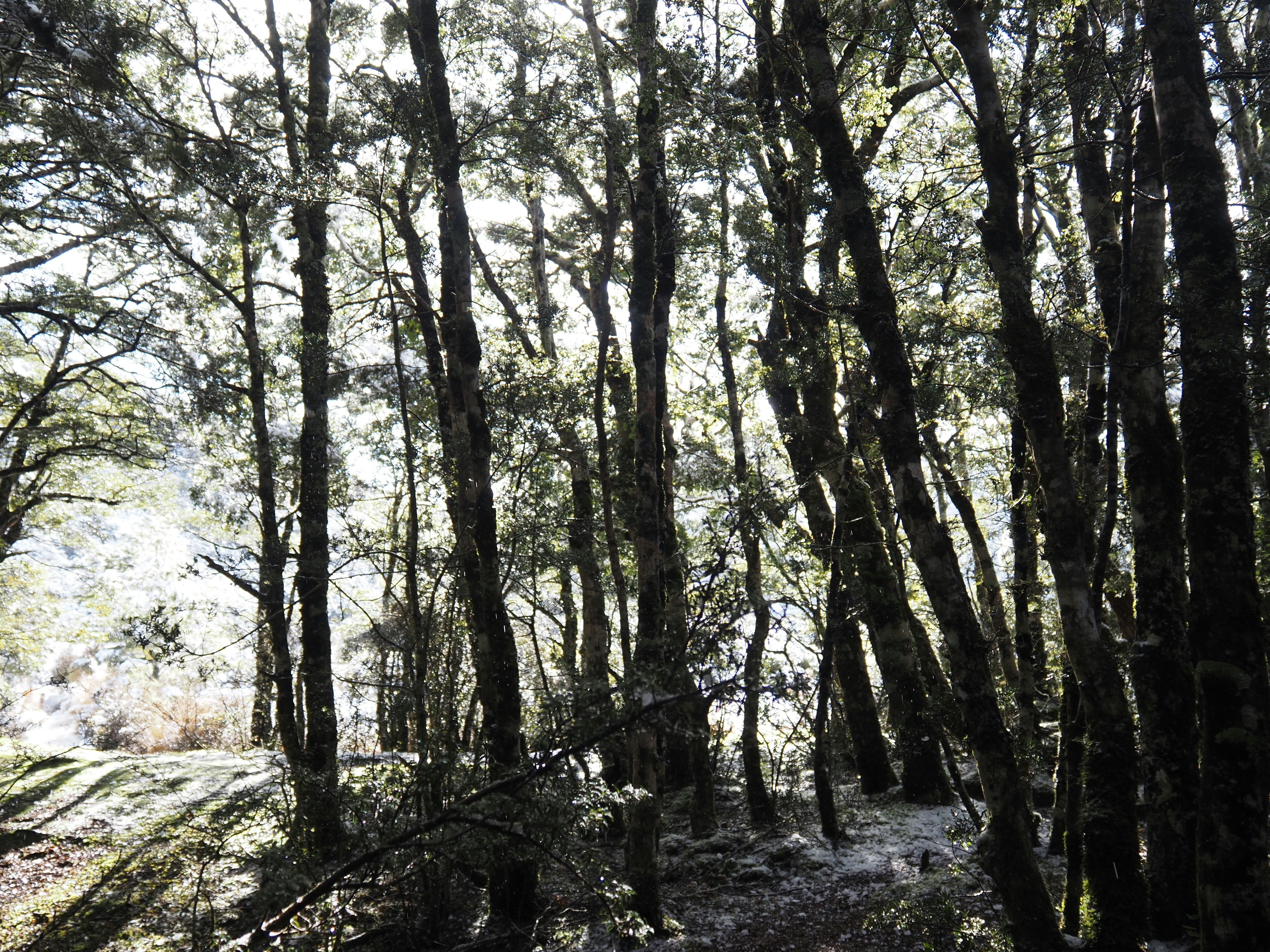 Sunlit Trunk Corridor: A Quiet Forest in Faint Morning Light