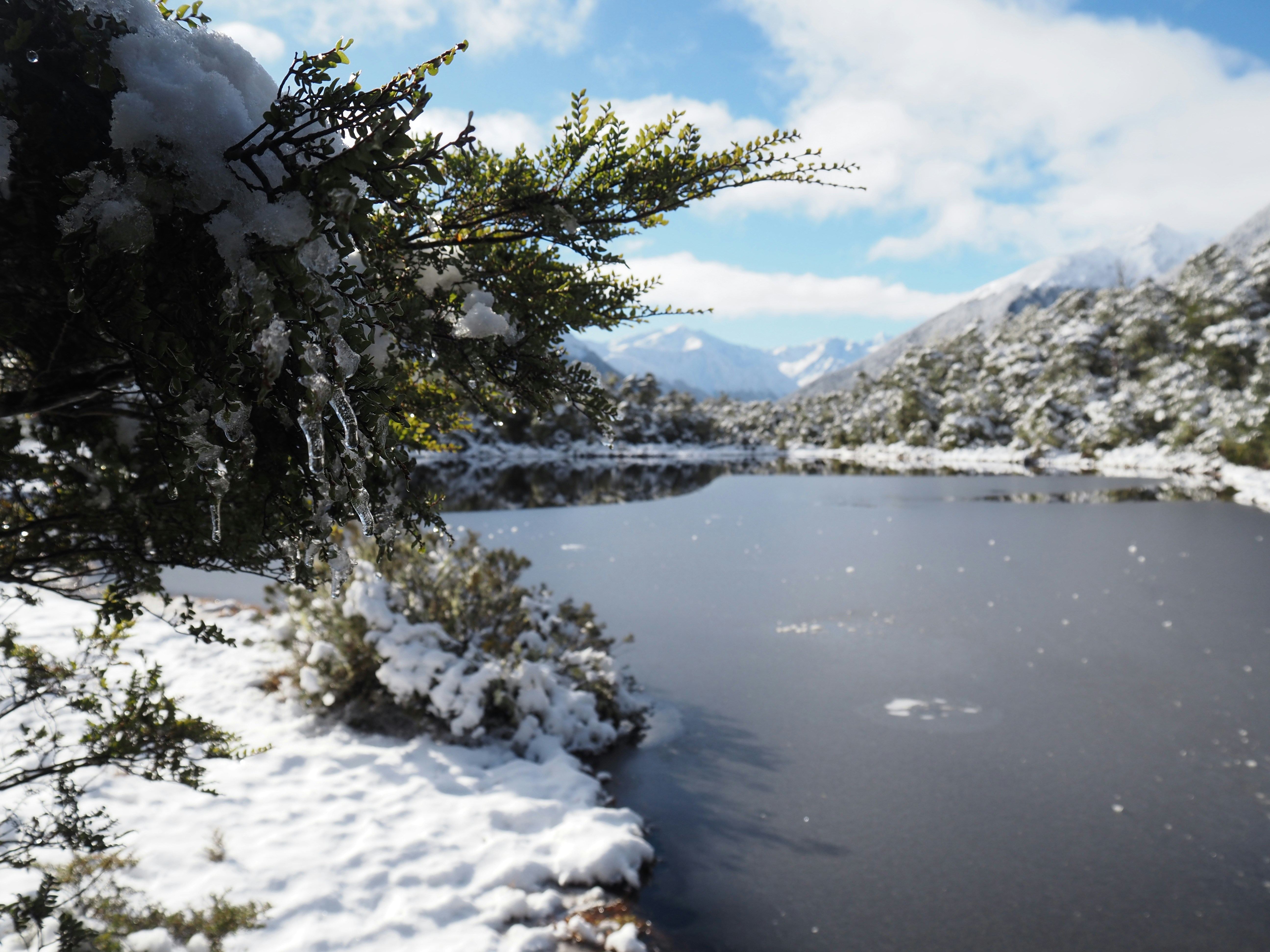 Snow-Glinted Lake with Snow-Dusted Pines
