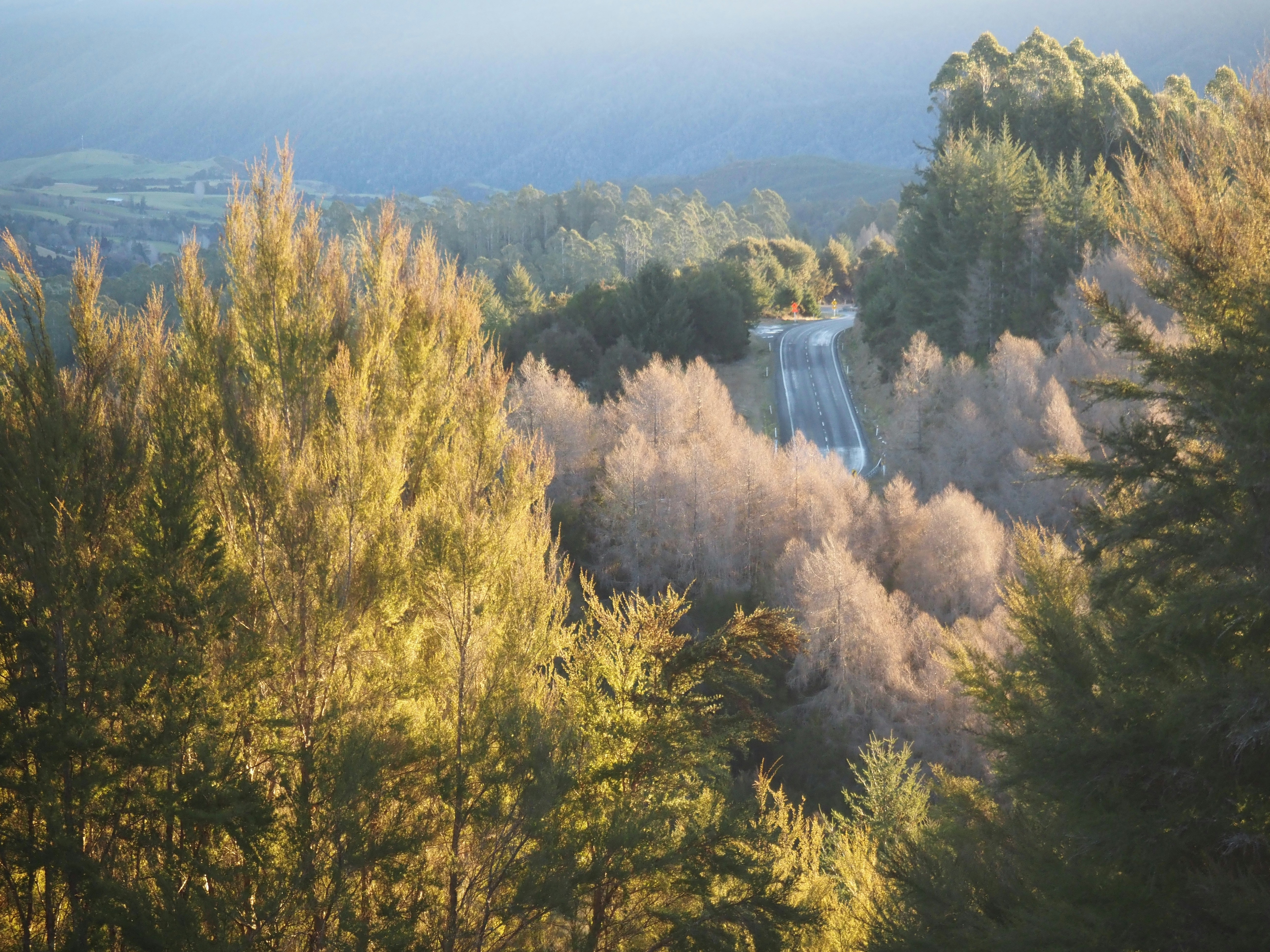 Autumn Road through Golden Pines