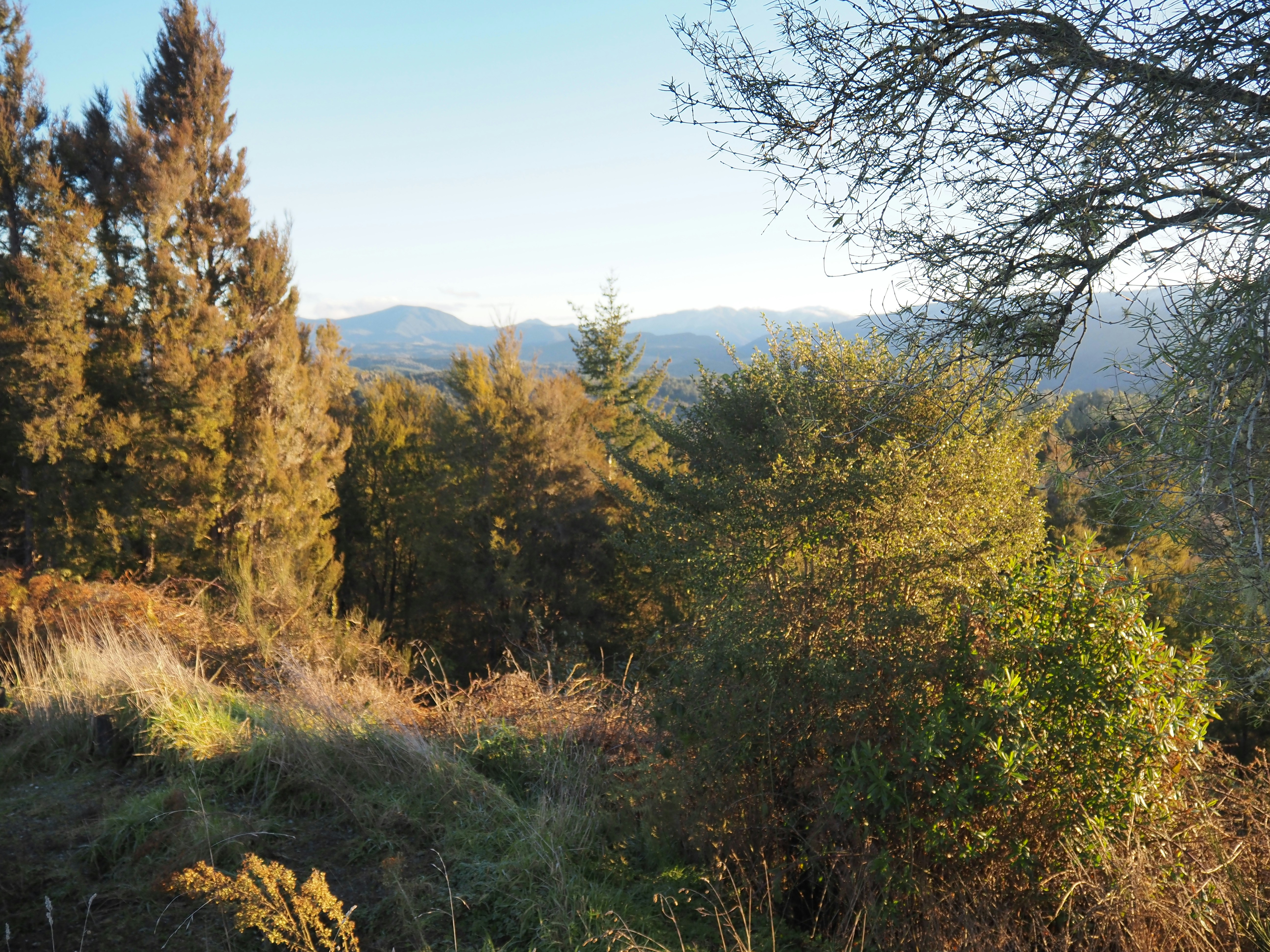 Autumn Ridge Marathon: Golden Light Over Quiet Pines
