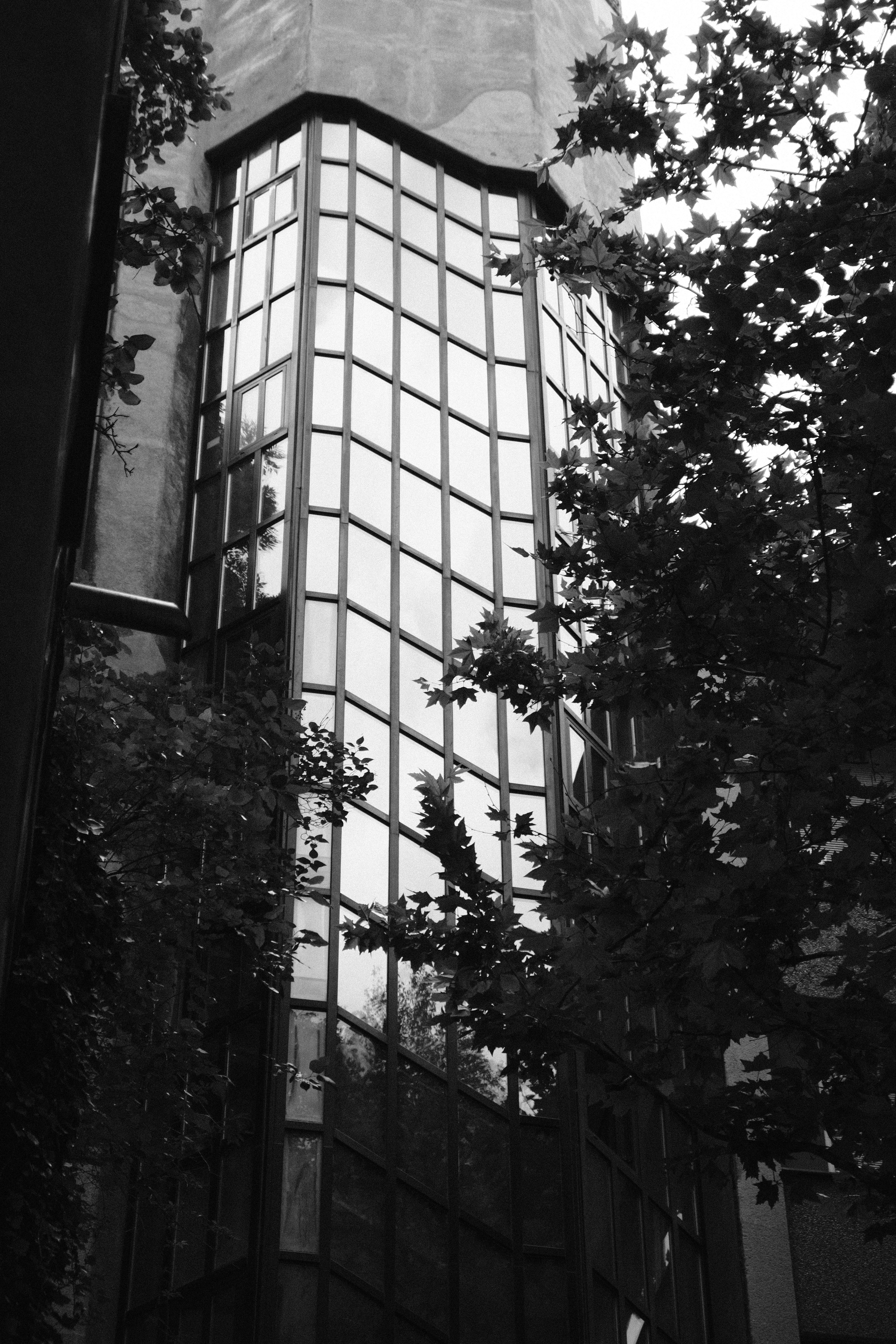 Glass-block Facade through Leafy Veil
