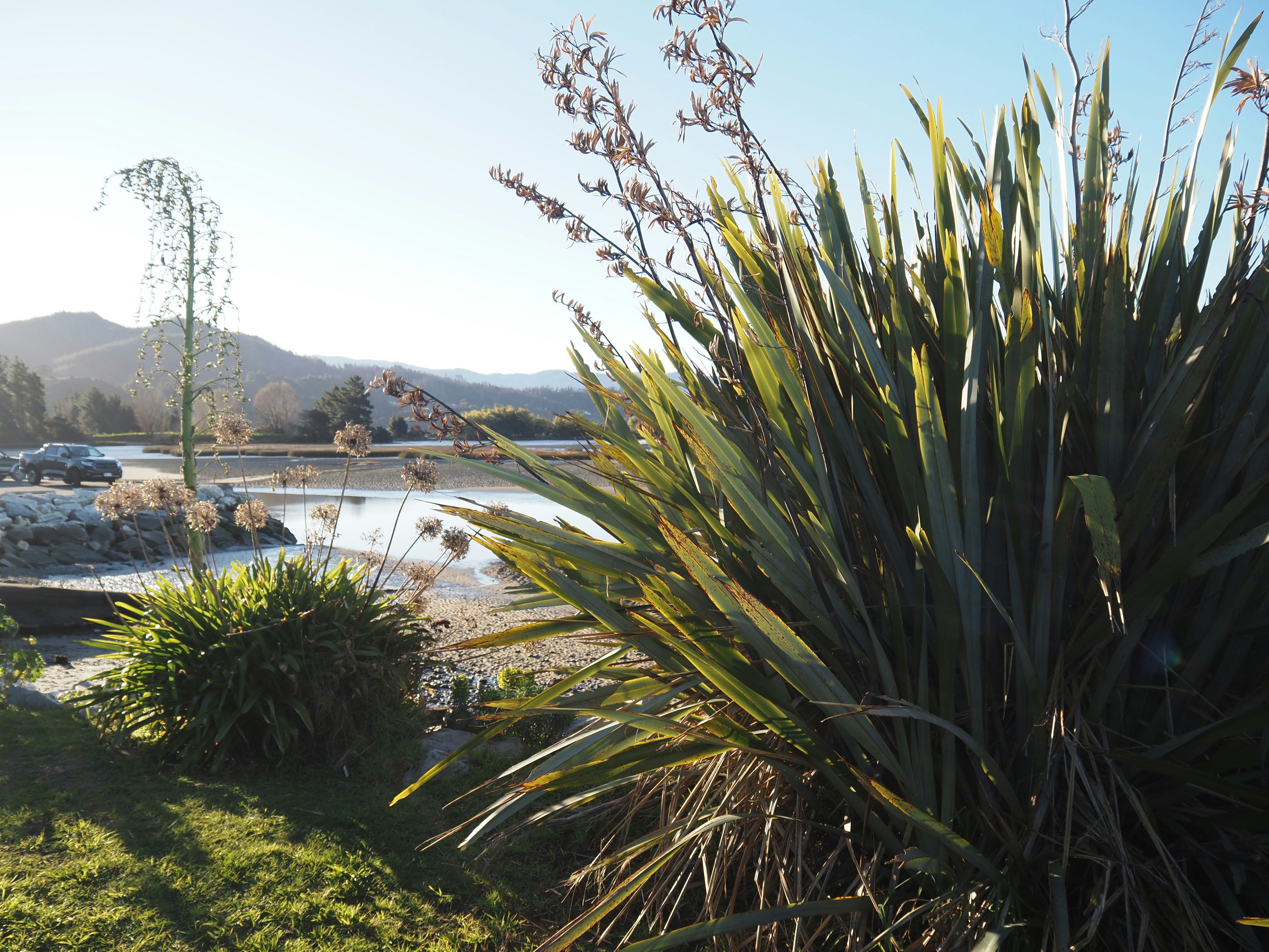 Desert Plant Silhouette by the Lake