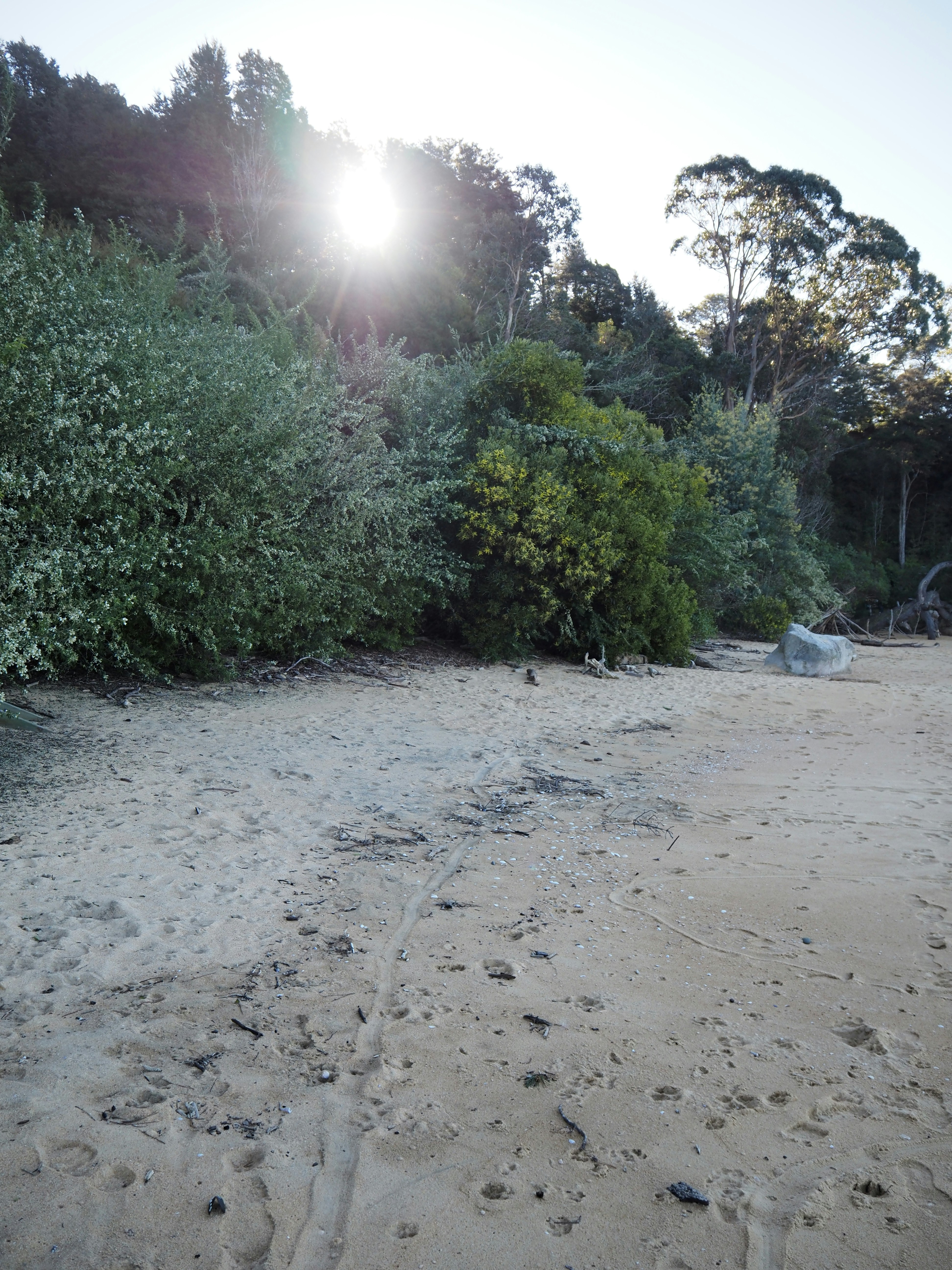 Sunlit beach fringe with dense shrubbery and distant driftwood