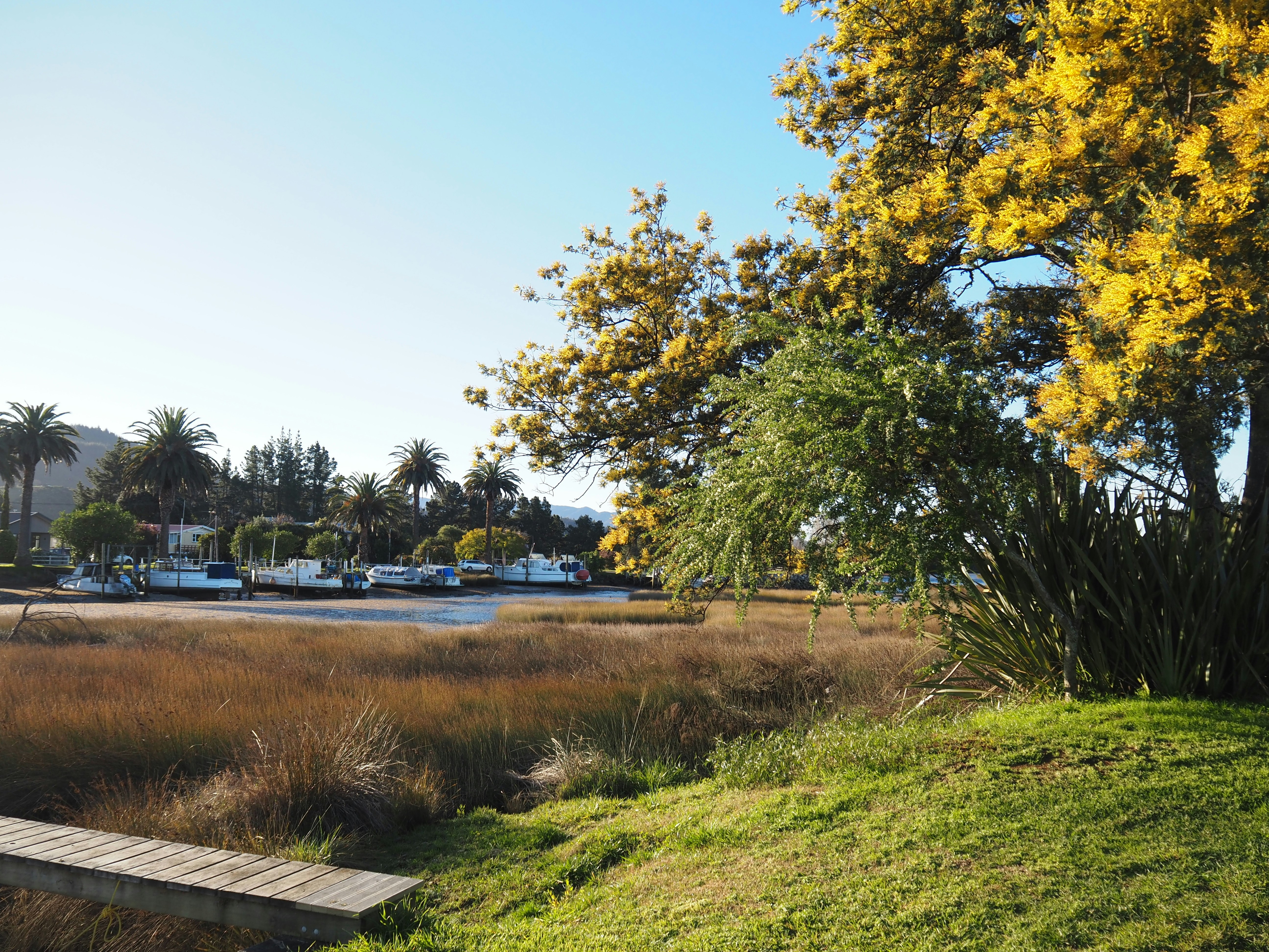 Sunlit Park by the Marina: A Quiet Moment Under Golden Canopies