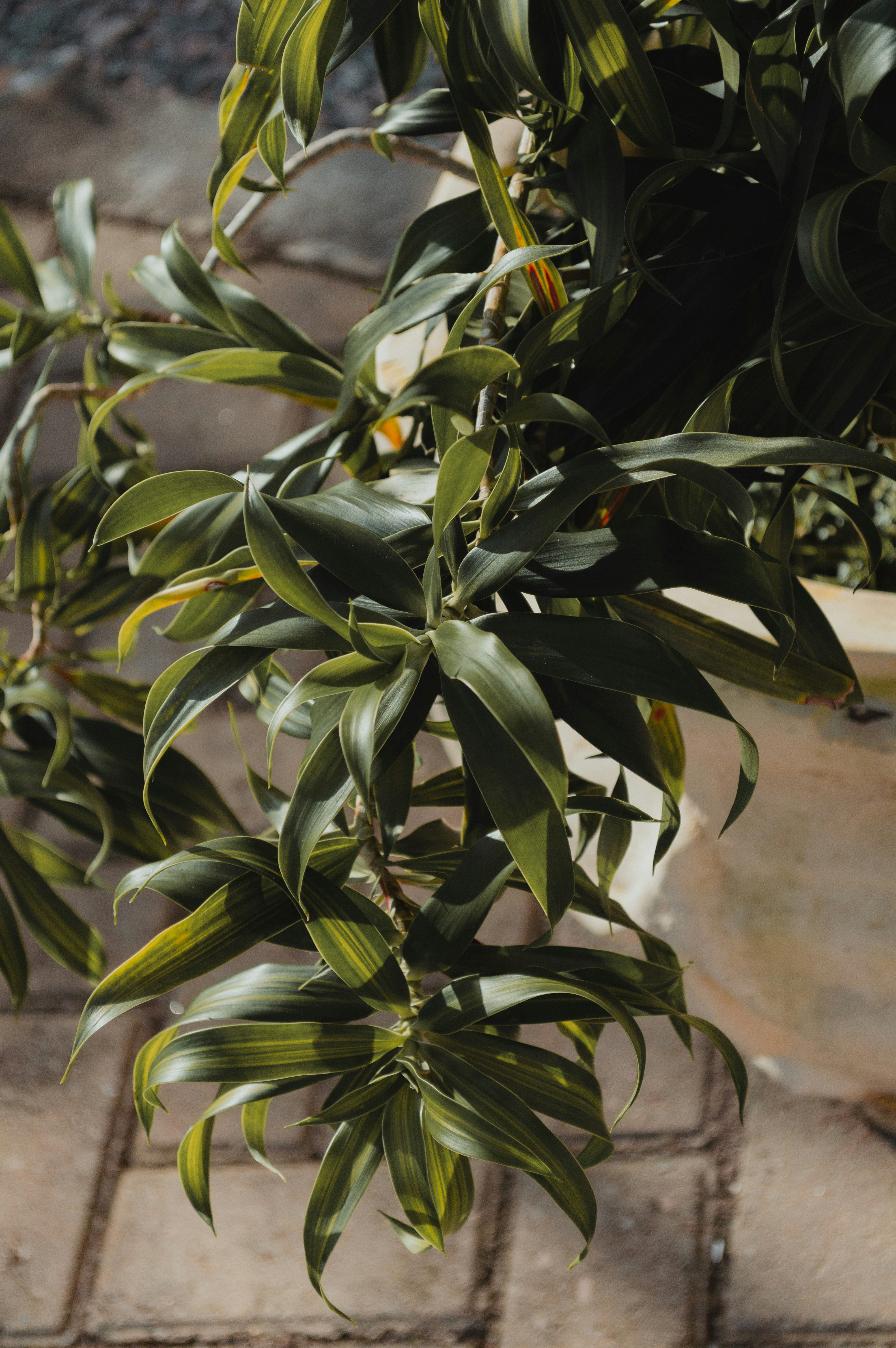Trailing Green: A Quiet Tangle of Leaves Along a Brick Path