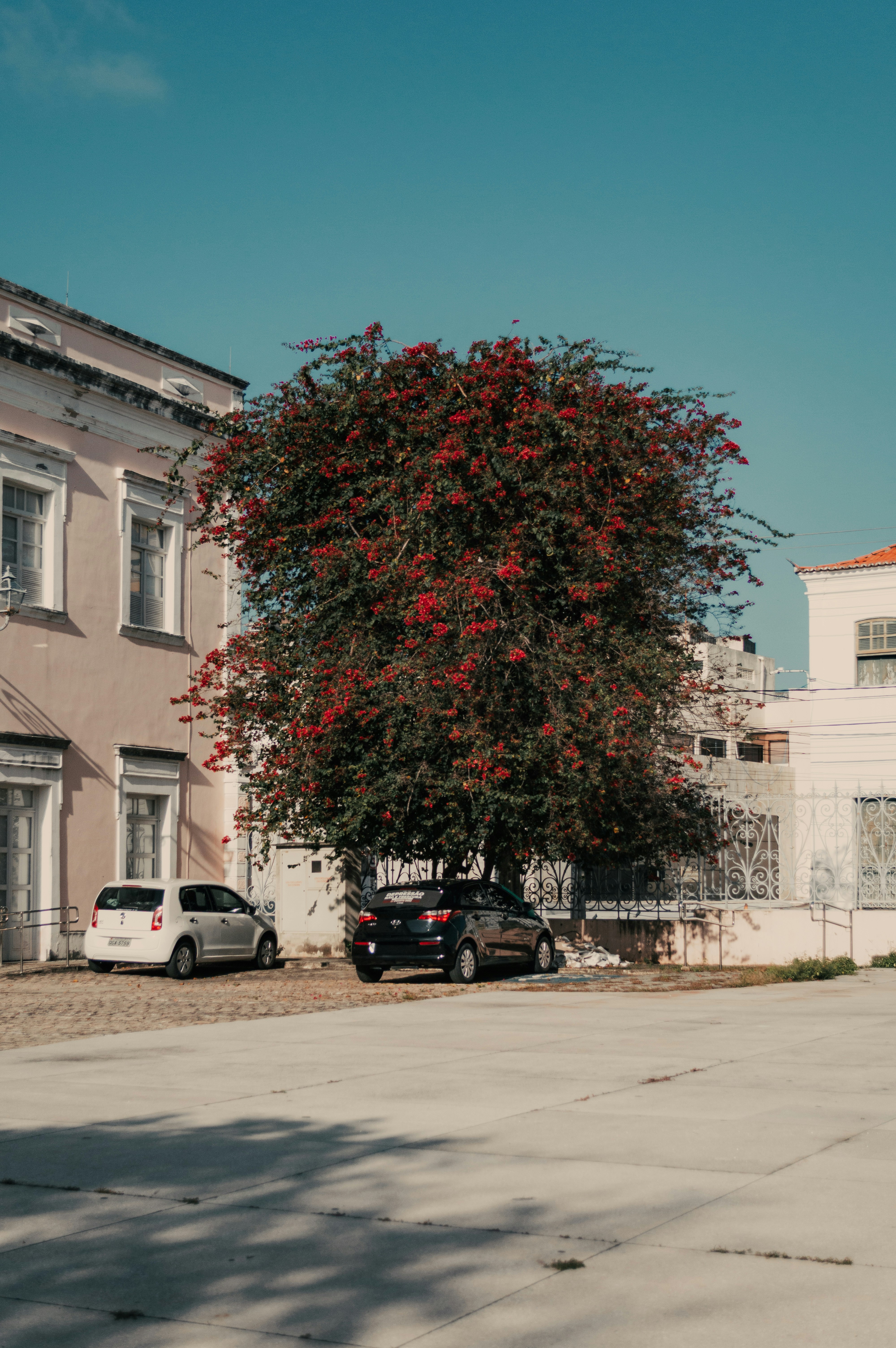 Crimson Canopy: A Tree Framing the Quiet Street