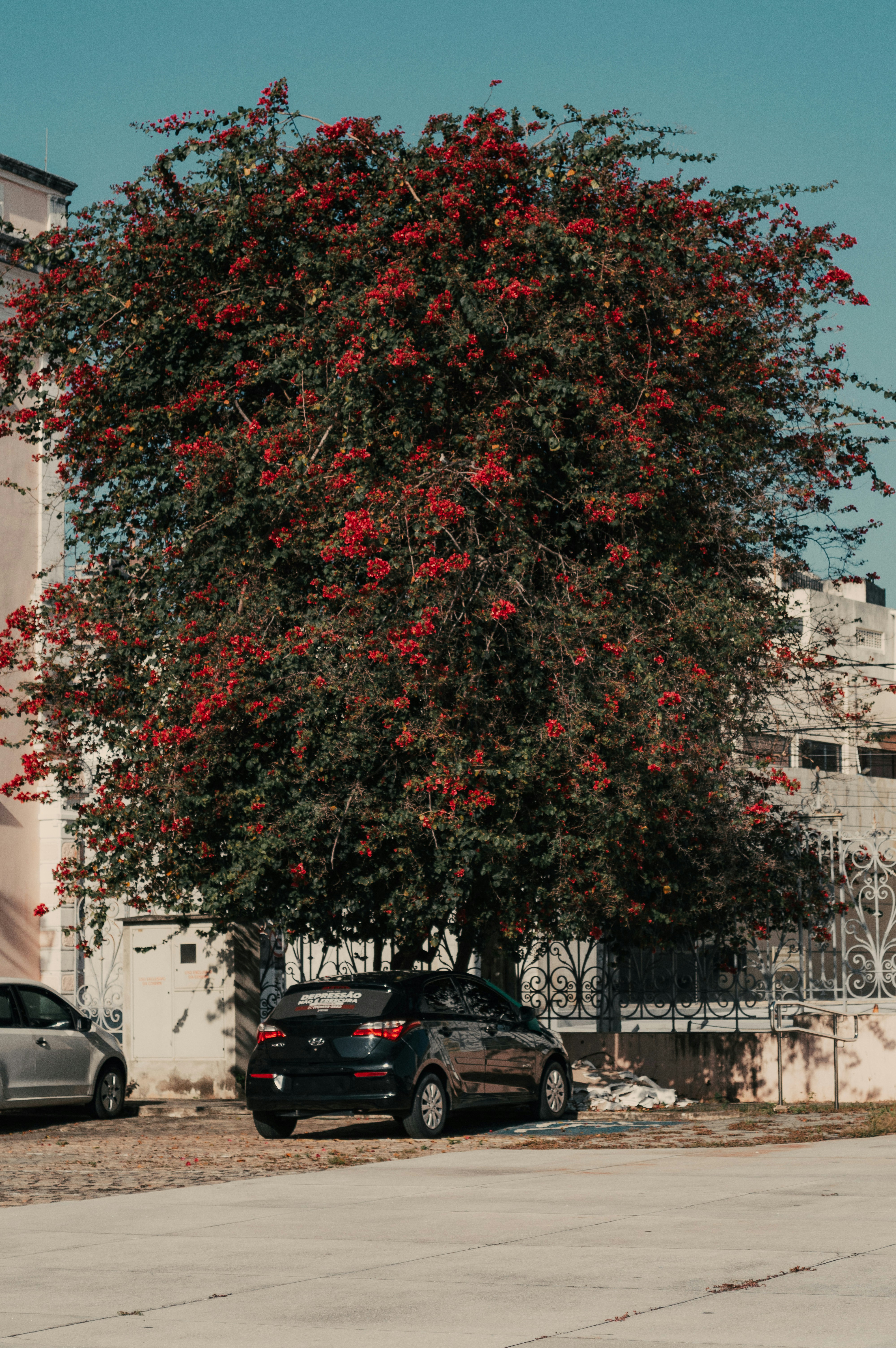 Red-berry Canopy Over a Quiet Street