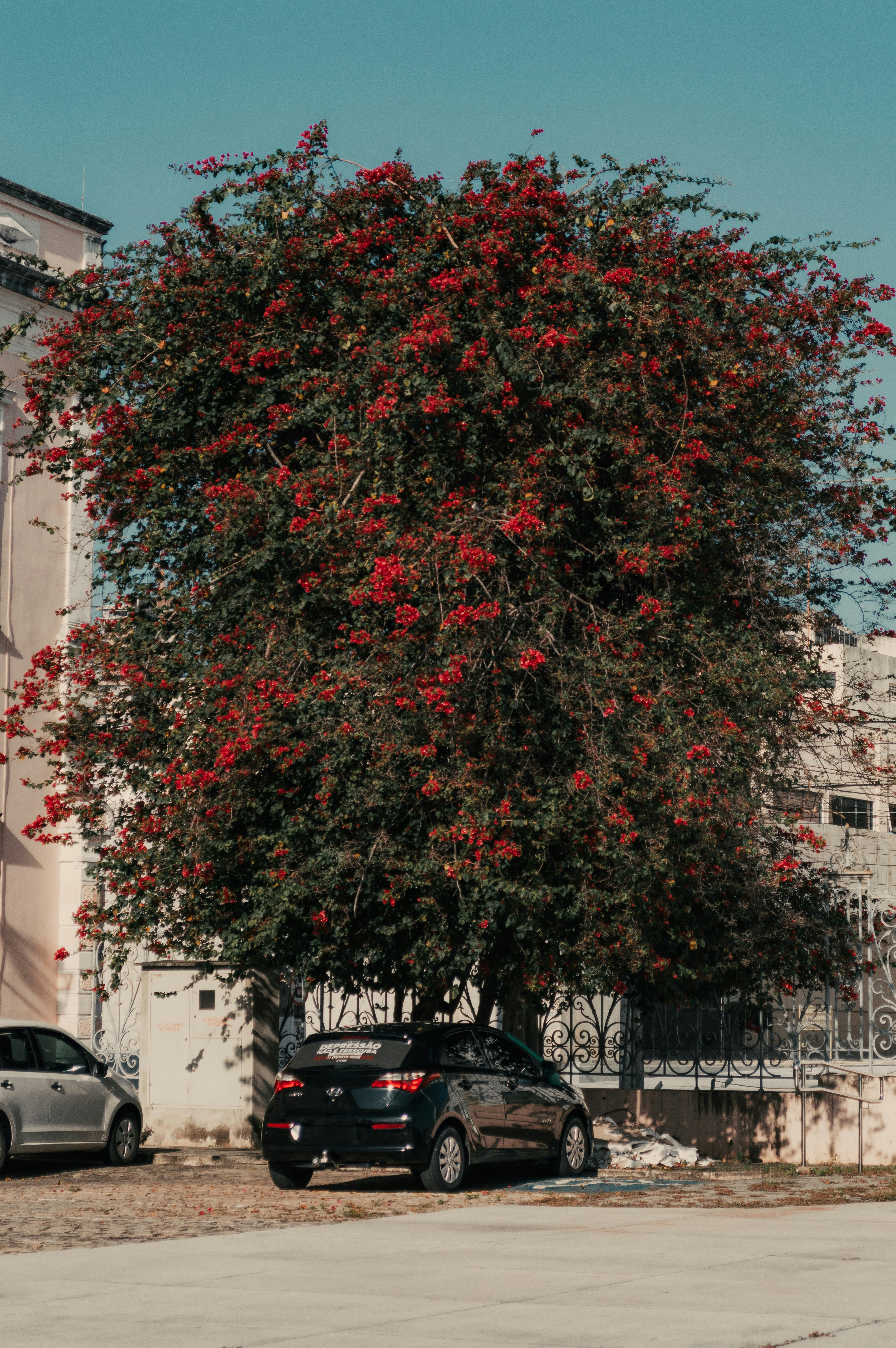 Boulevard Bloom: A Crimson Tree Crowned by Urban Quiet