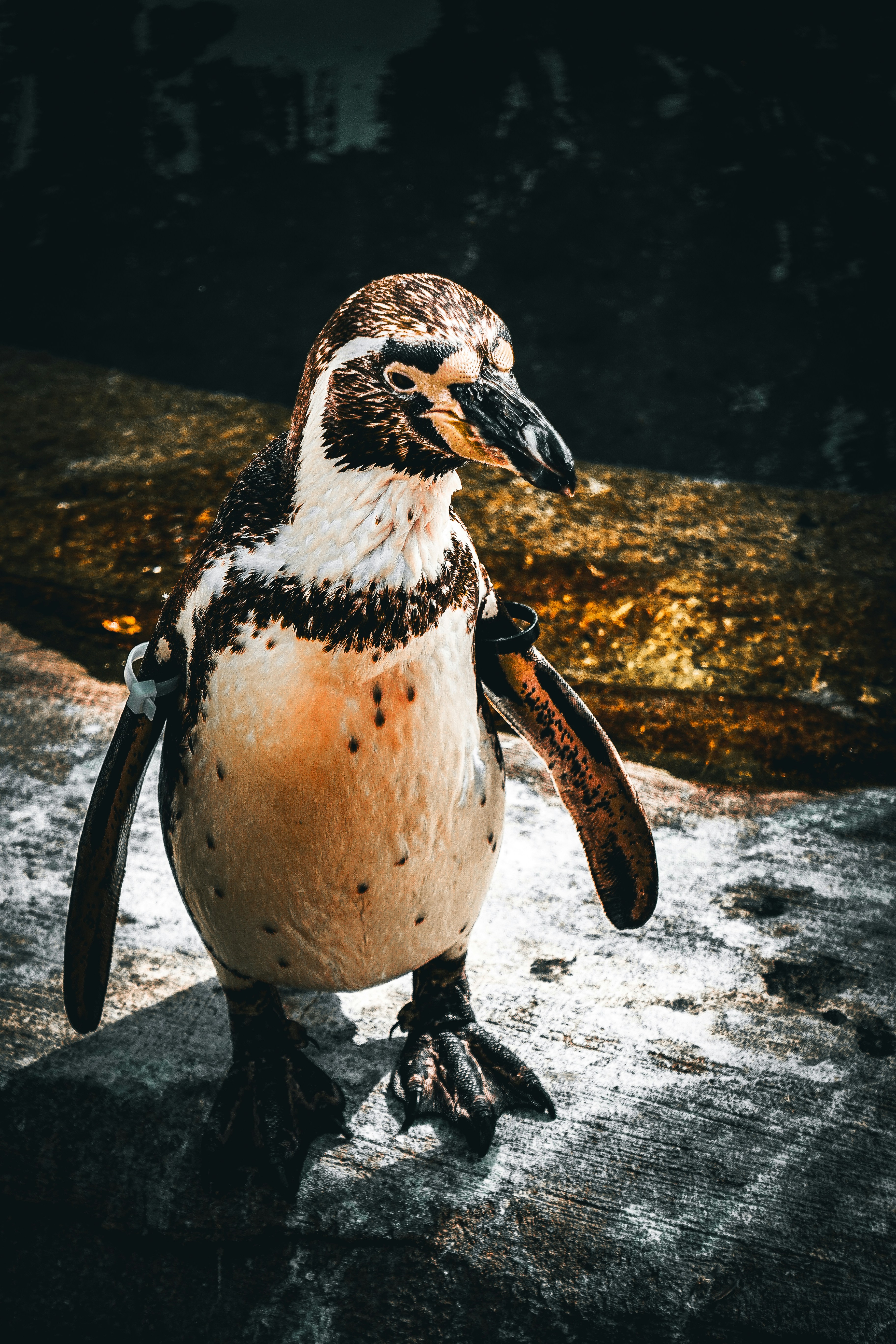 Penguin Promenade: A Dapper Stare on the Shore