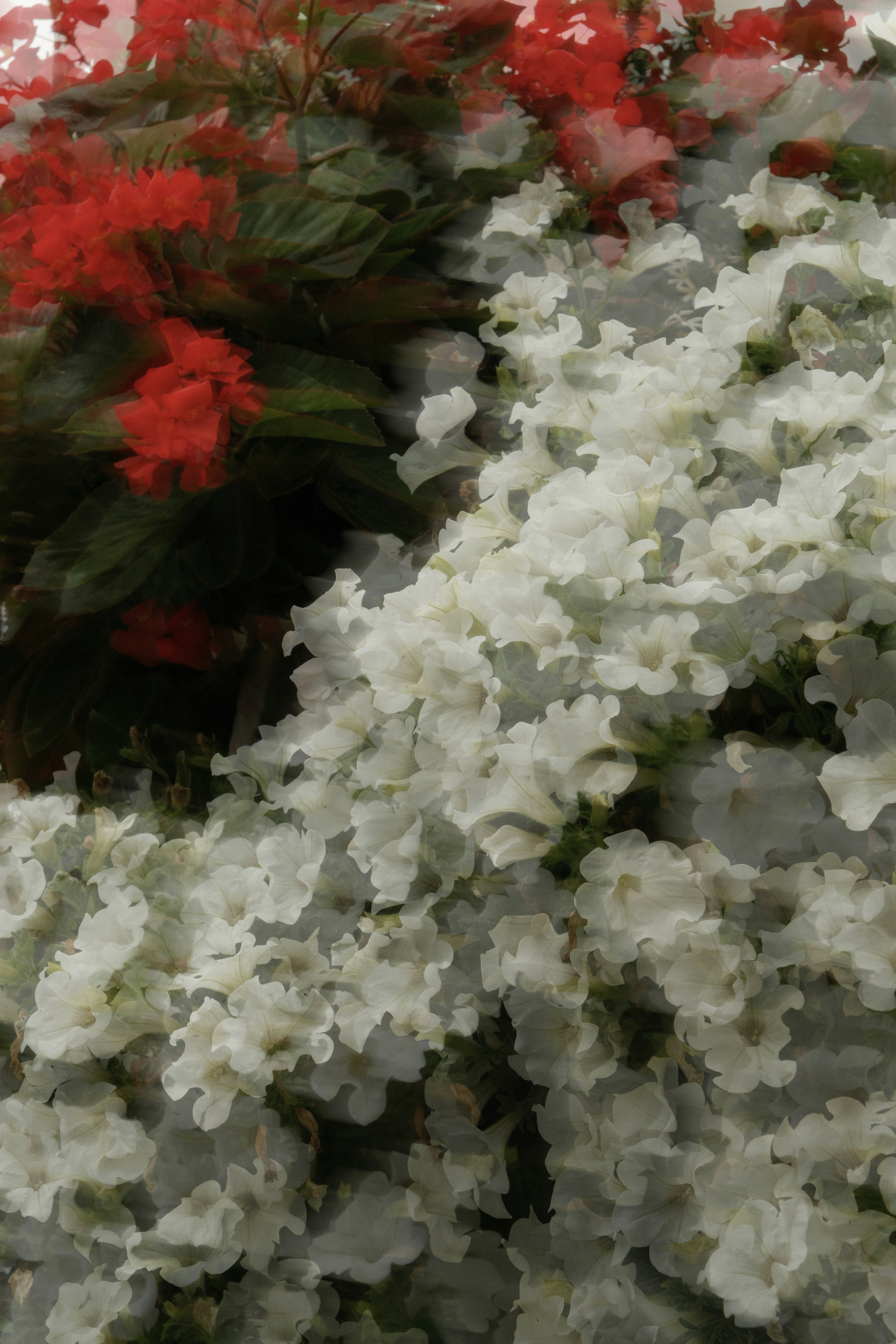 White Blooms Surging Through Red Hues