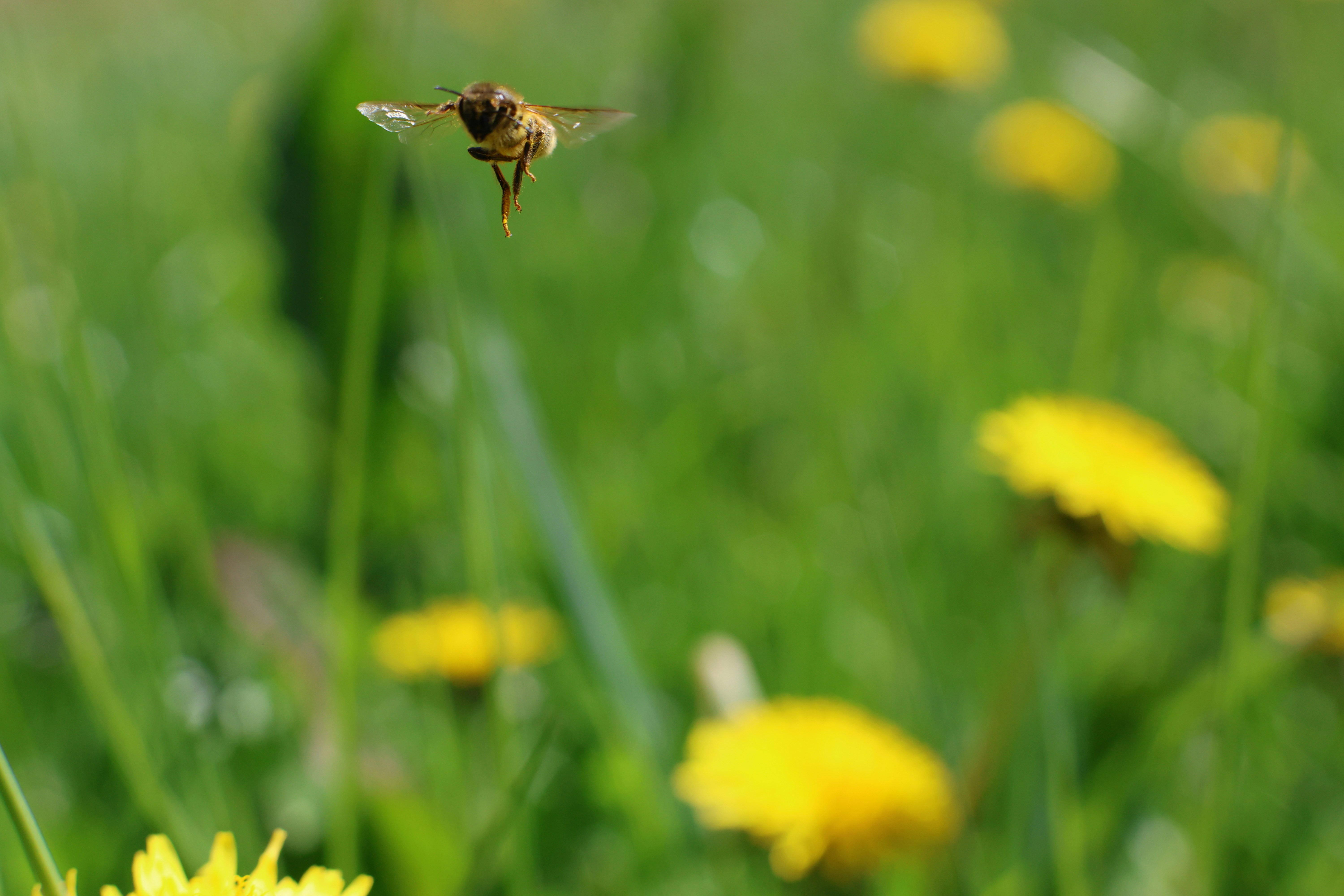 Close-up of a bee mid-flight above a sunlit meadow dotted with yellow flowers.
