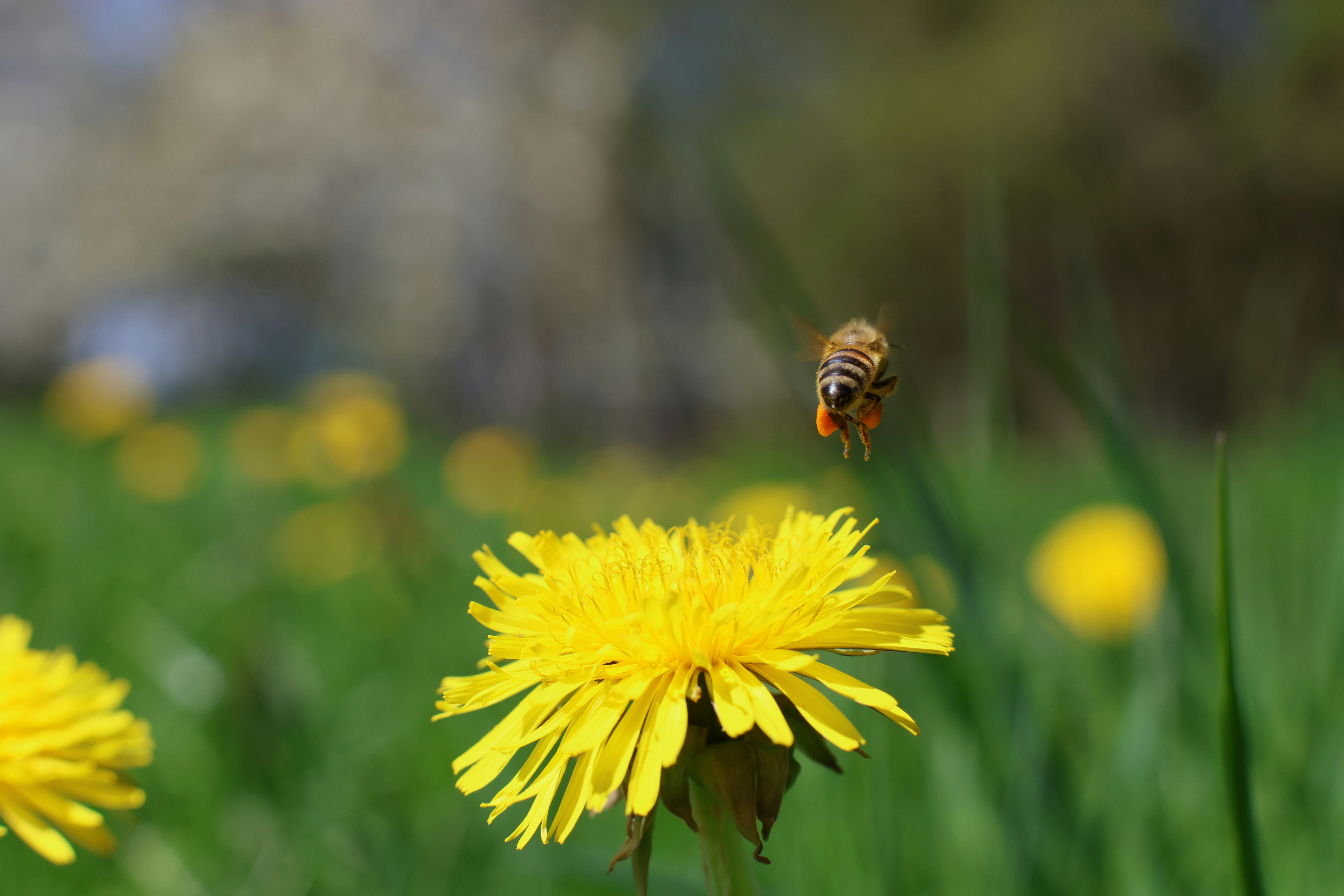 Hovering Beam: A Bee Eyes a Dandelion in Sunlit Meadow