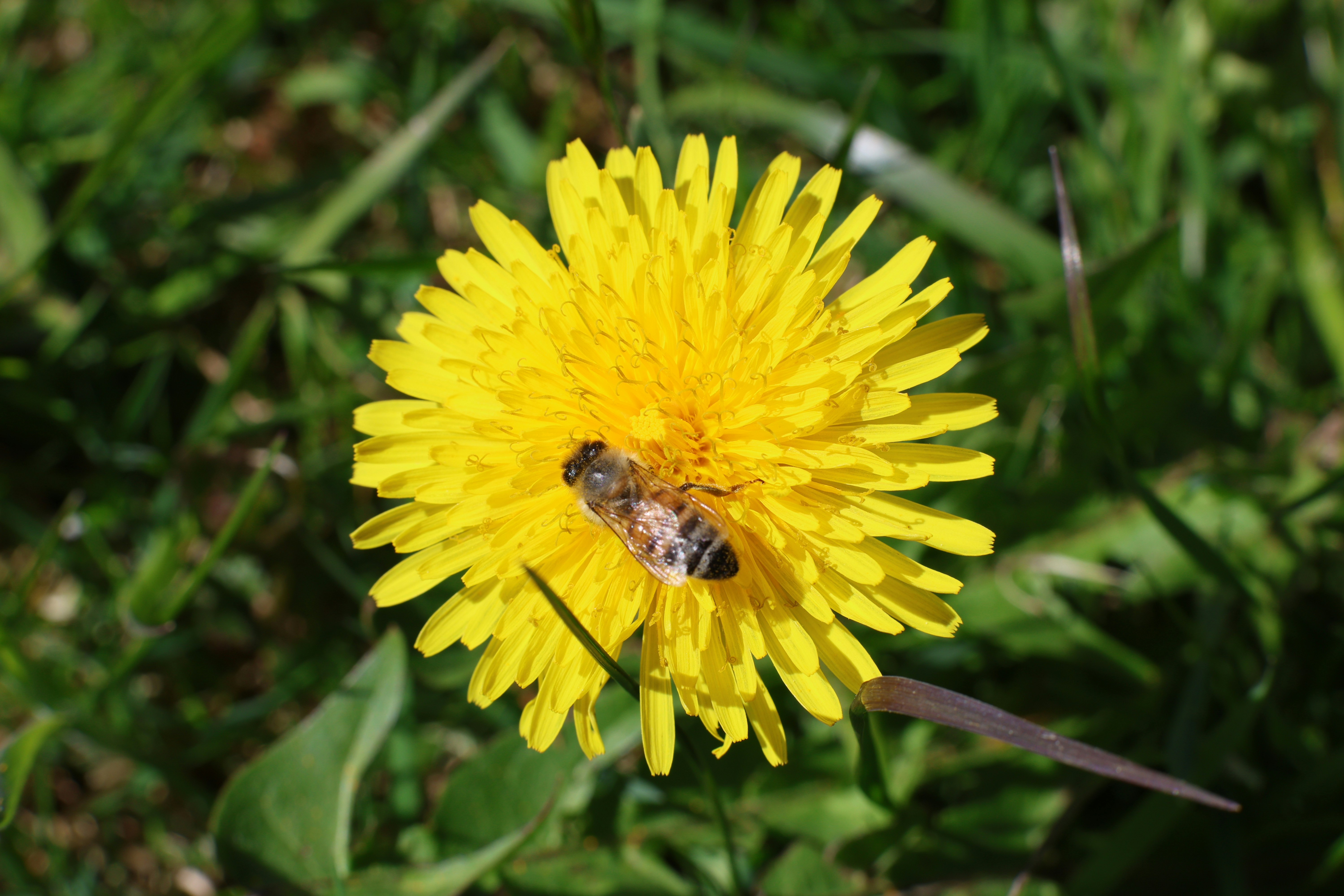 Bee on a Bright Meadow Sunflower