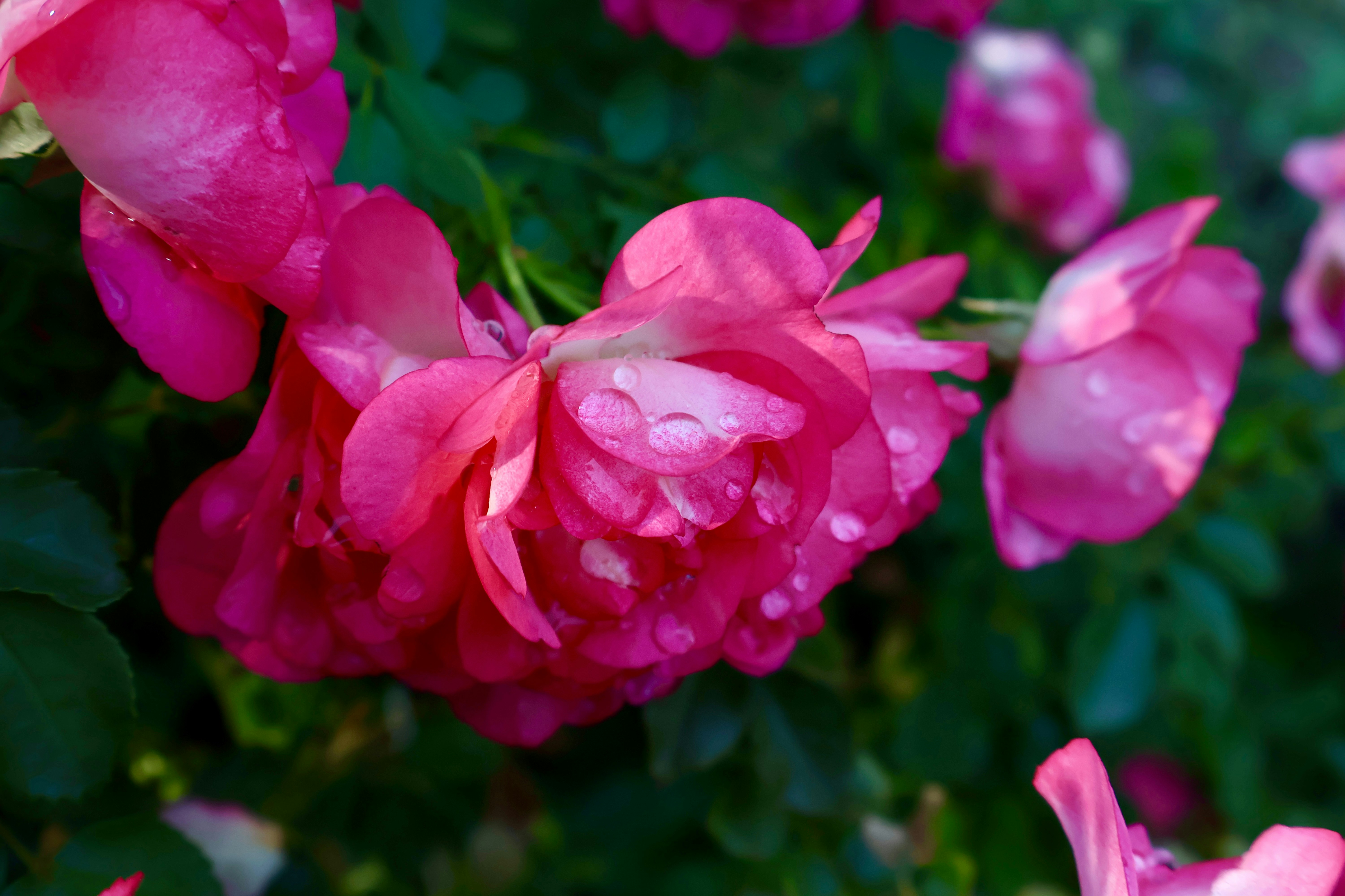 Pink Rose in Soft Focus Garden Bed