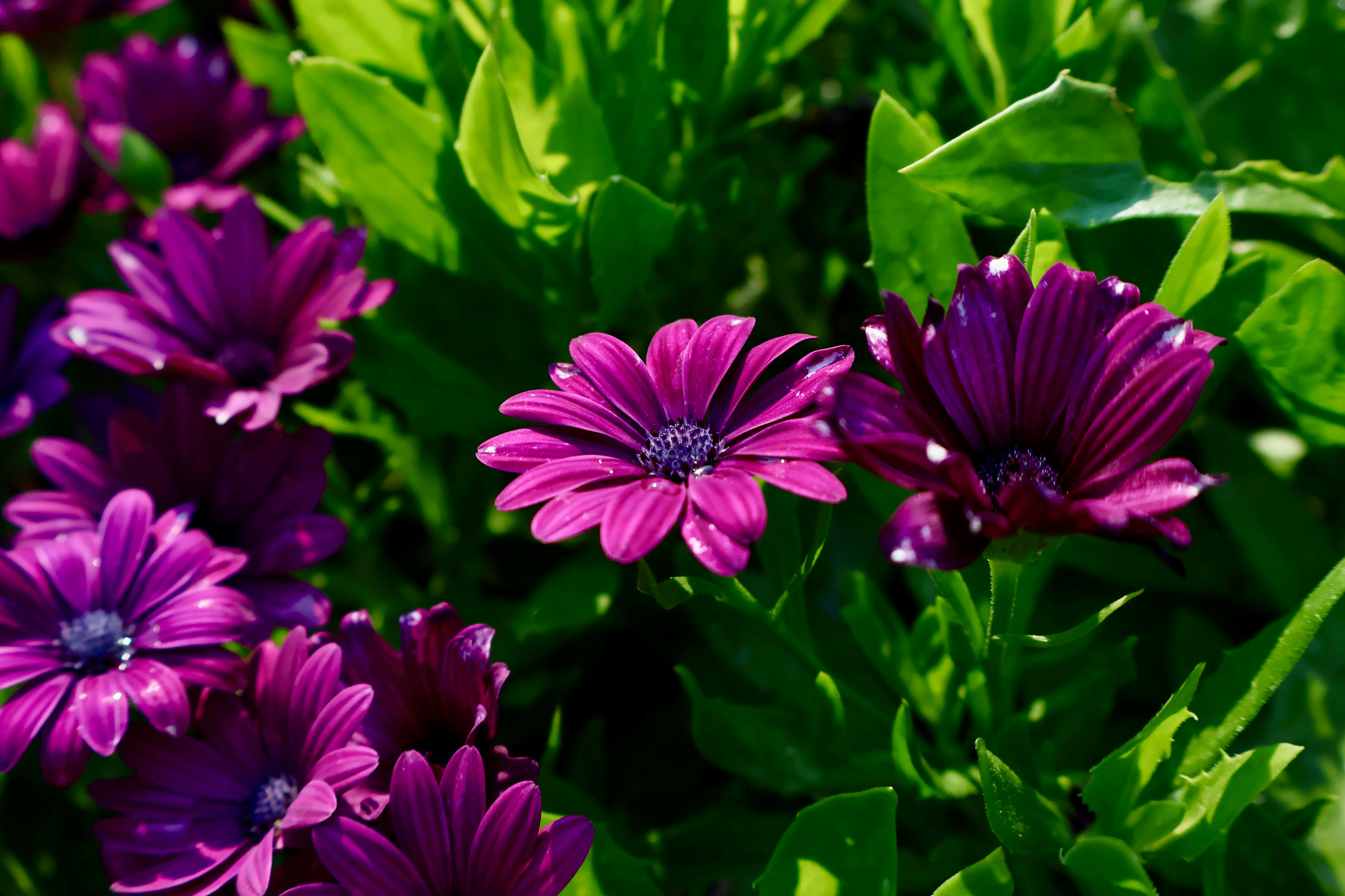 Vivid Magenta Blooms Carved by Sunlit Foliage