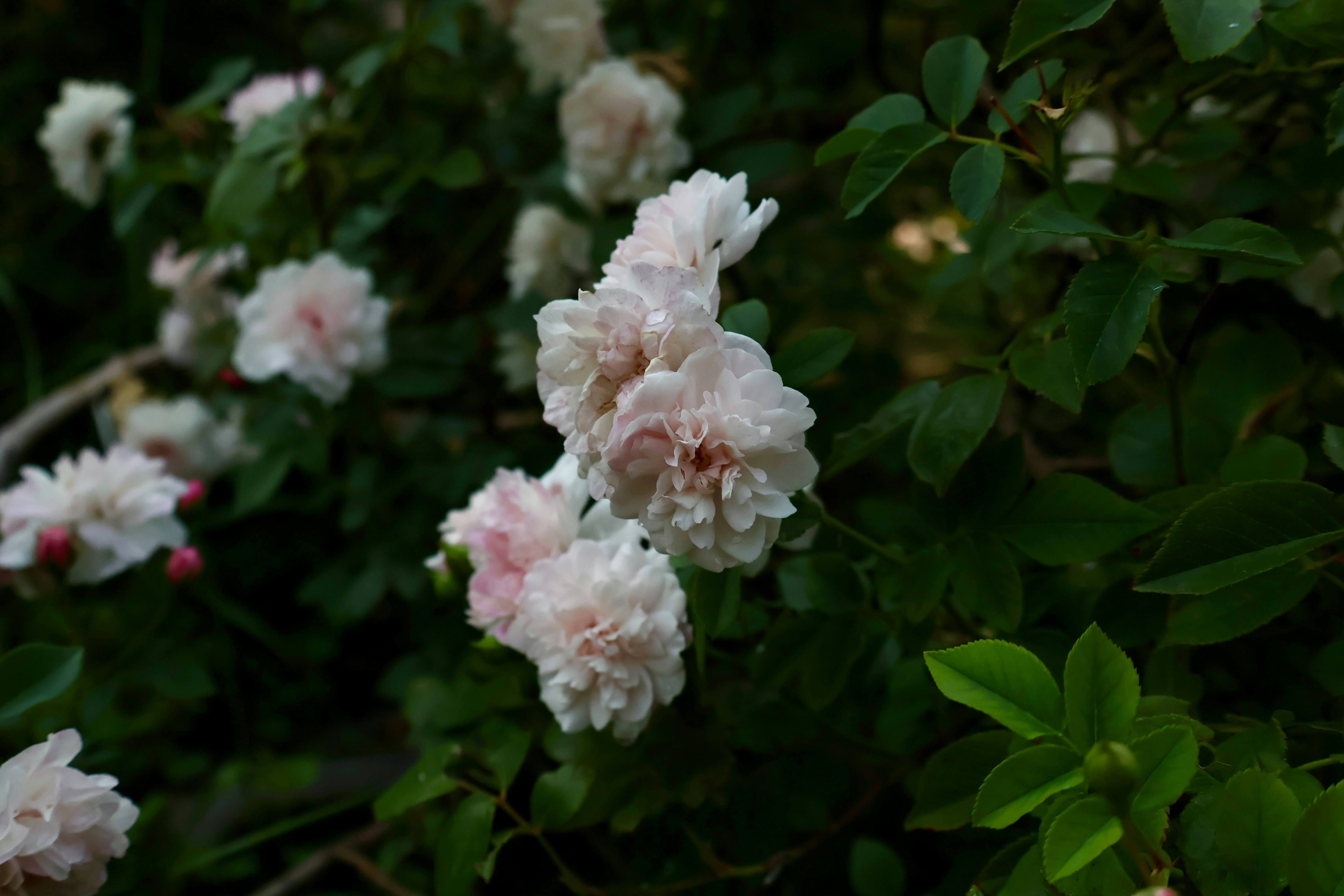 Soft Bloom Cascade in Quiet Garden