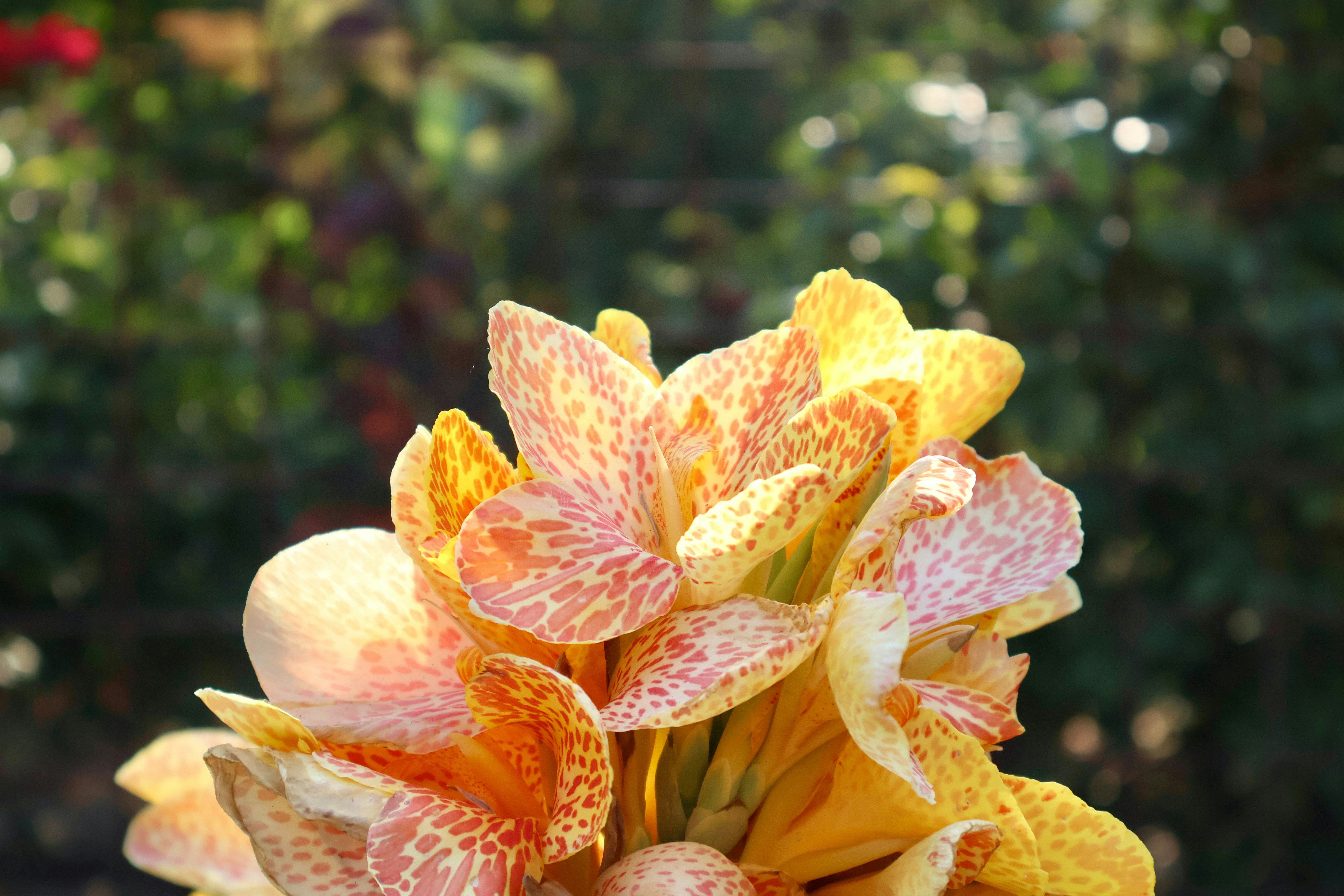 Sunlit Orchid Burst: Coral-Striped Petals Against a Garden Veil