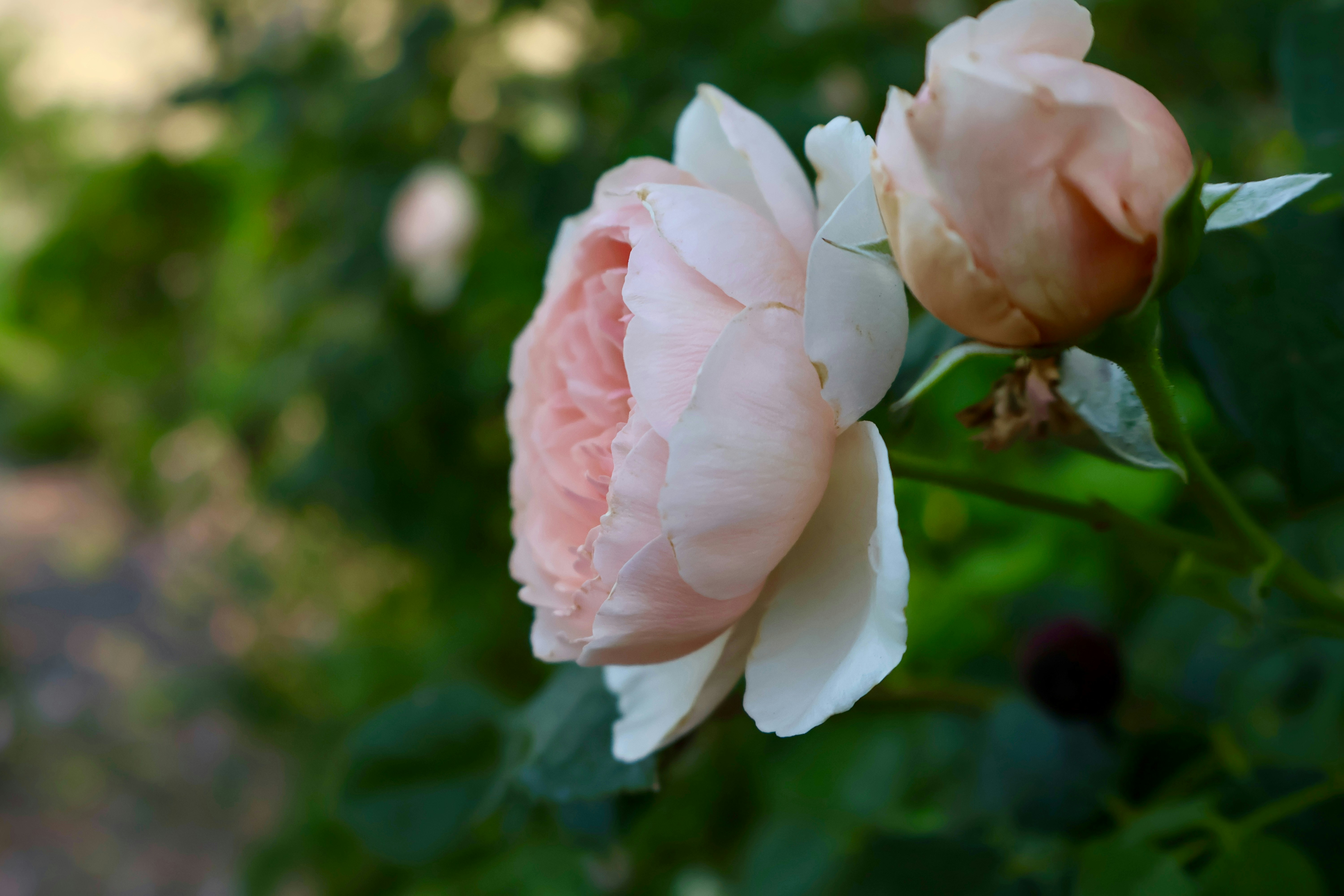 Soft Pink Rose in Morning Light with Buds on a Green Backdrop