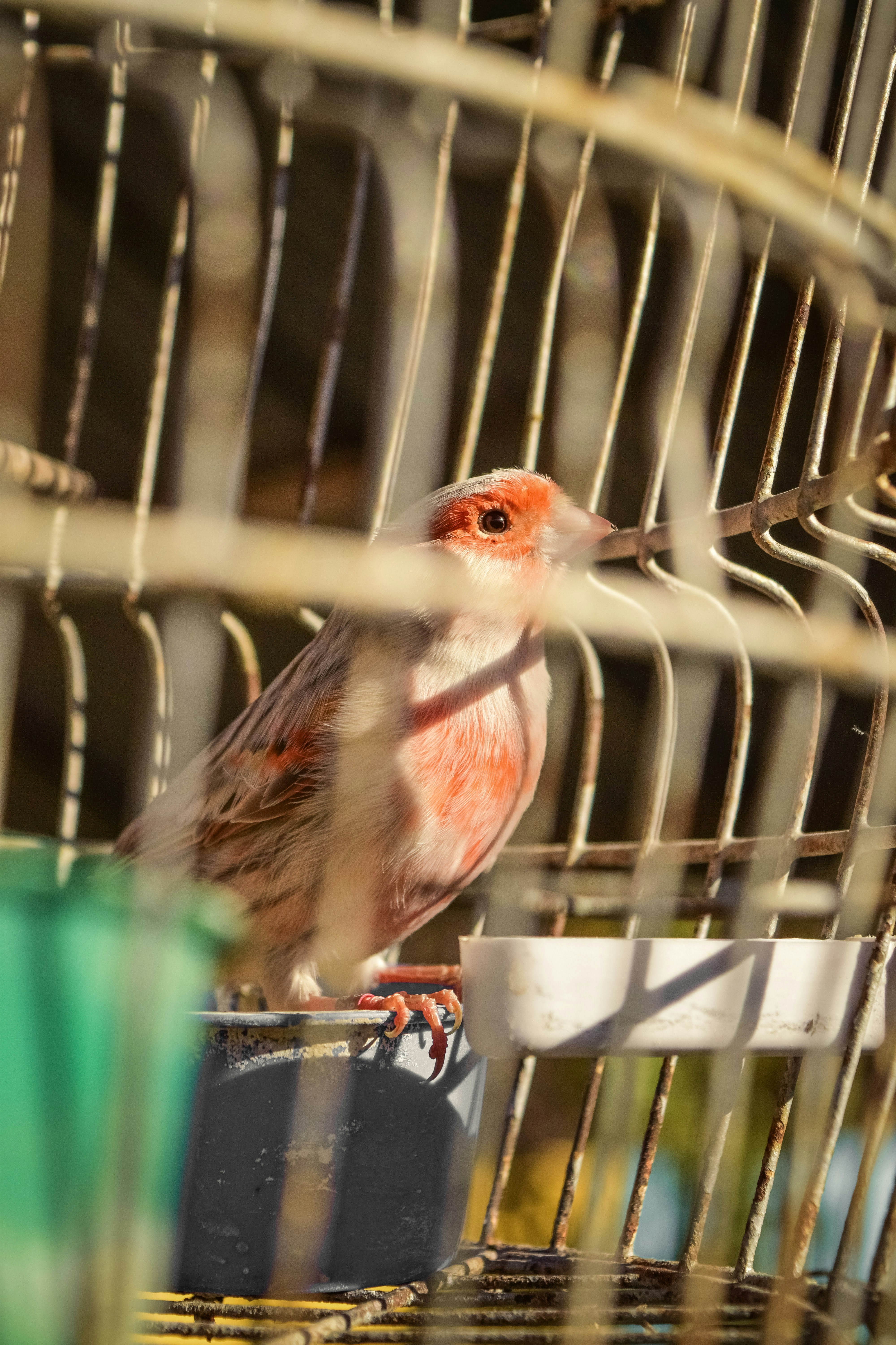 Crimson Robin in Sunlit Cage Bars