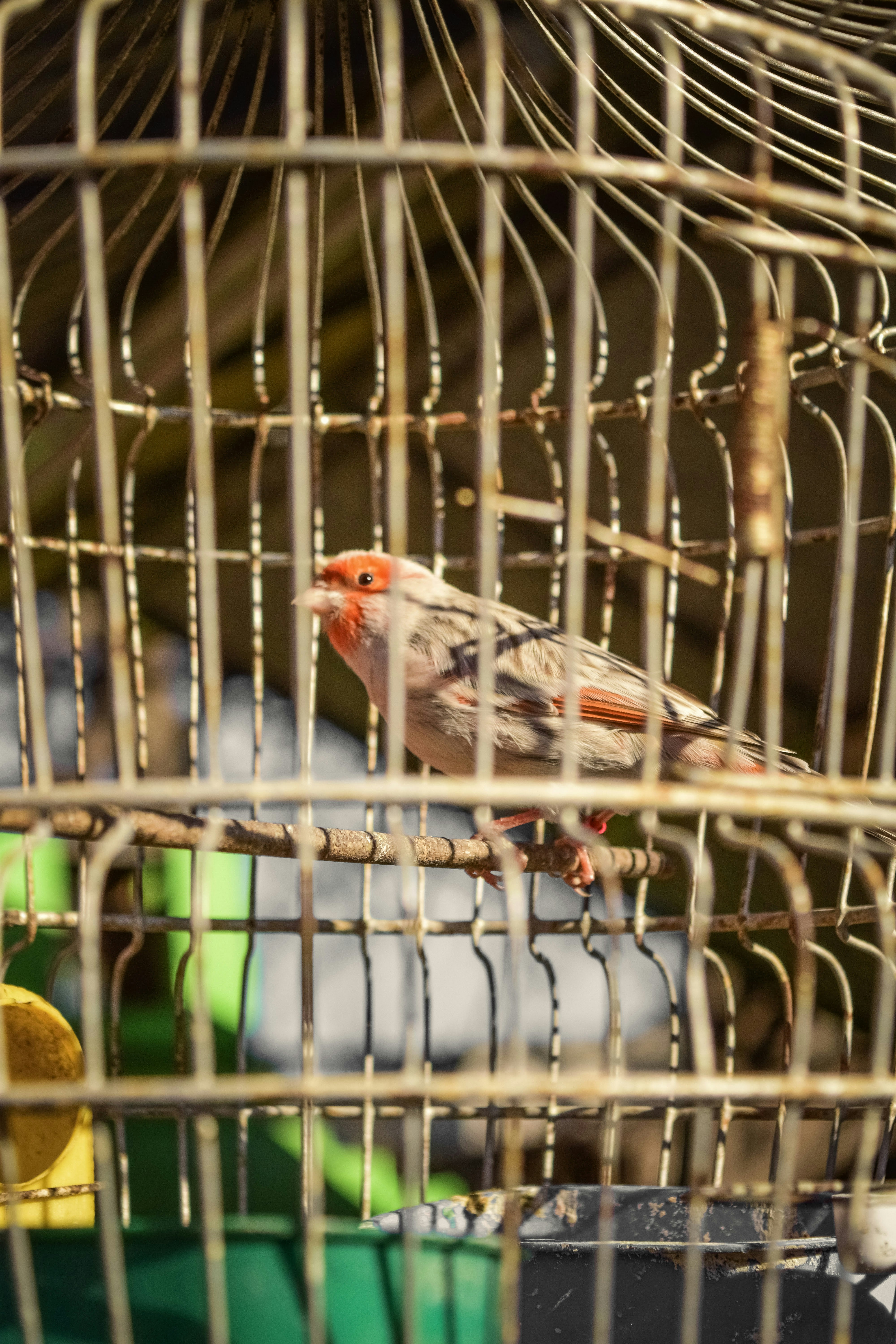 Tiny Finch in a Spiraling Cage: Focus Amid Iron Bars