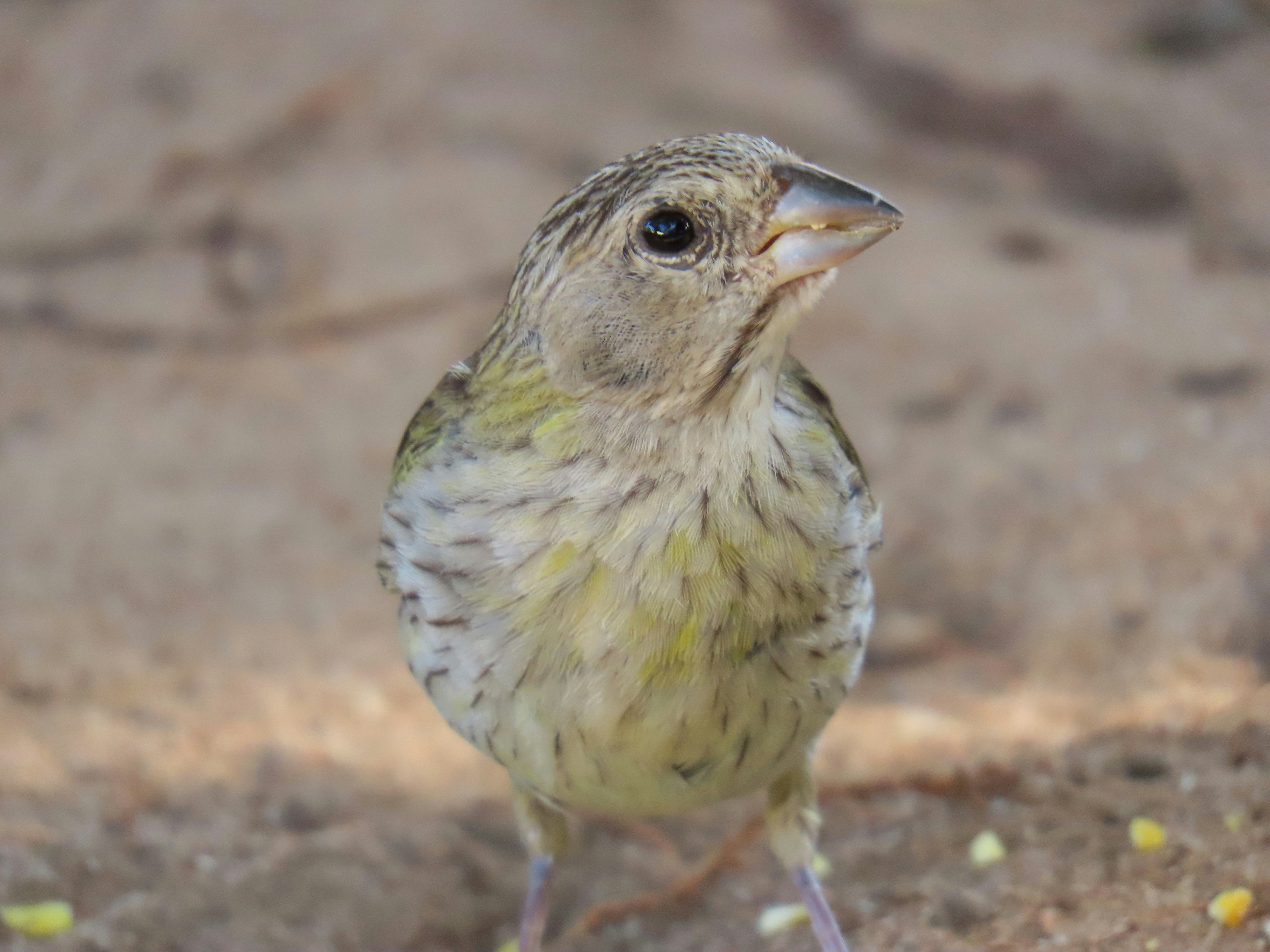 Tiny Songbird in Focus: A Curious Chick Sage on Sand