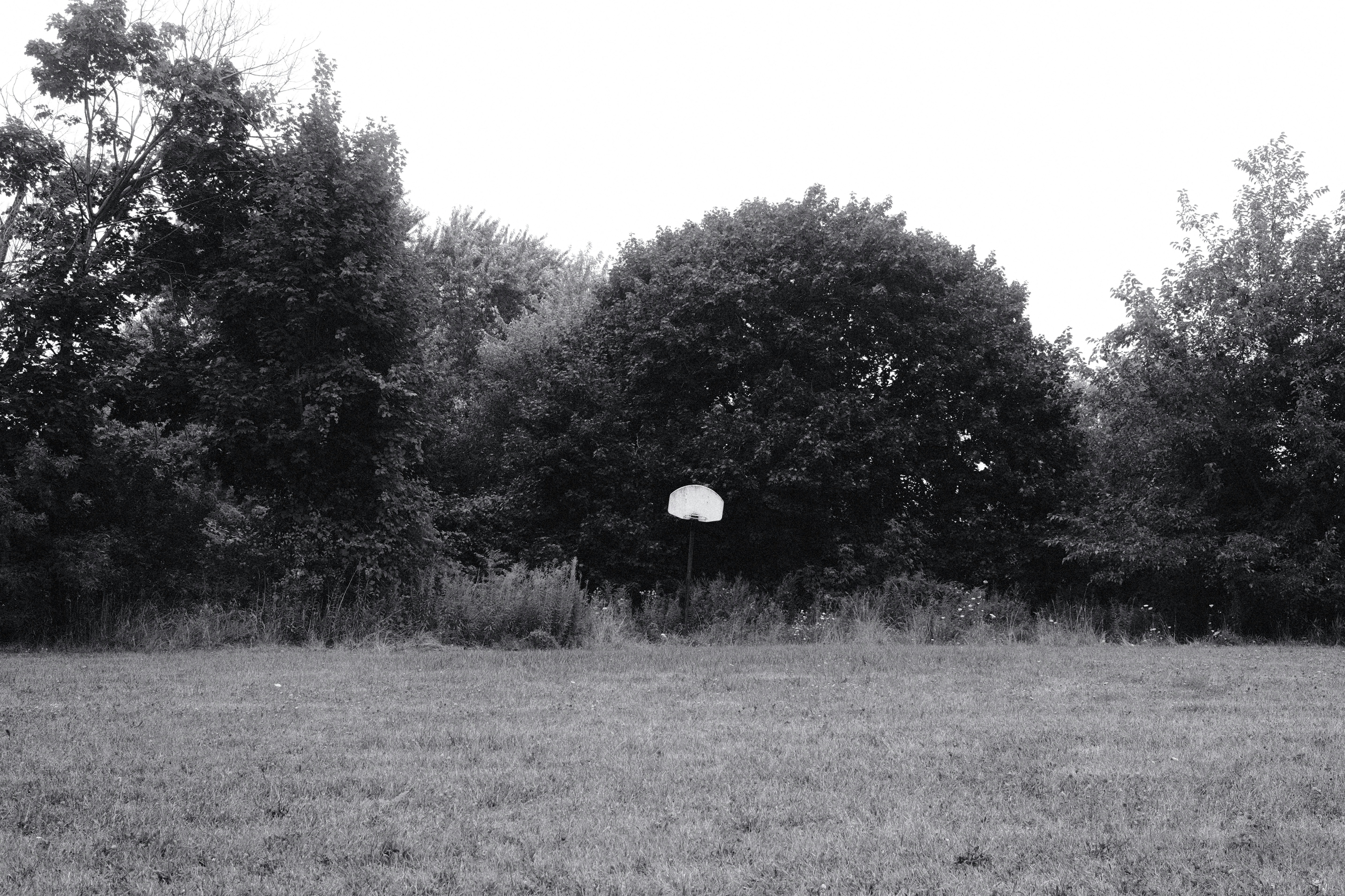 Basketball Hoop Emerges from a Quiet Field of Trees