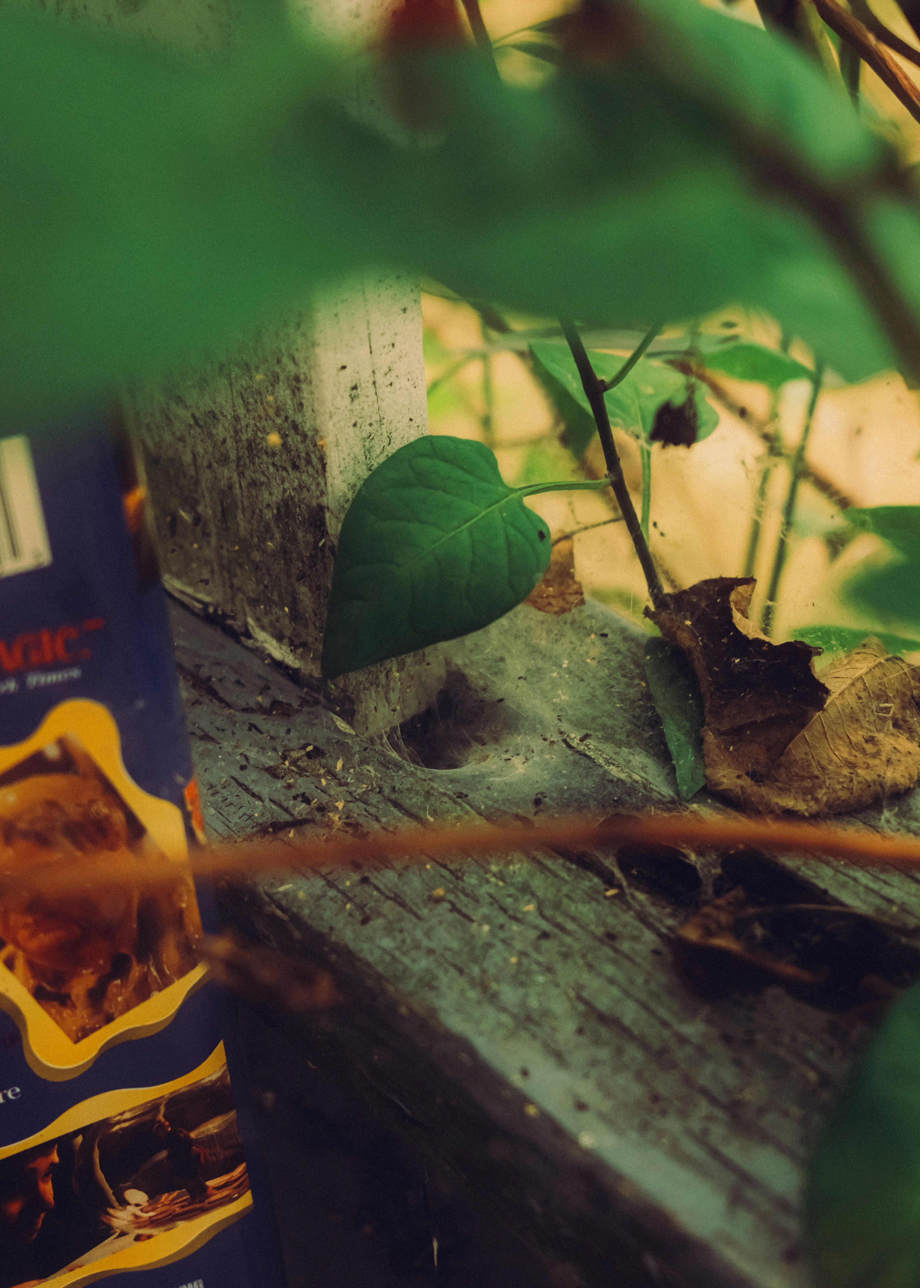 Green Leaf Climber by Concrete Post