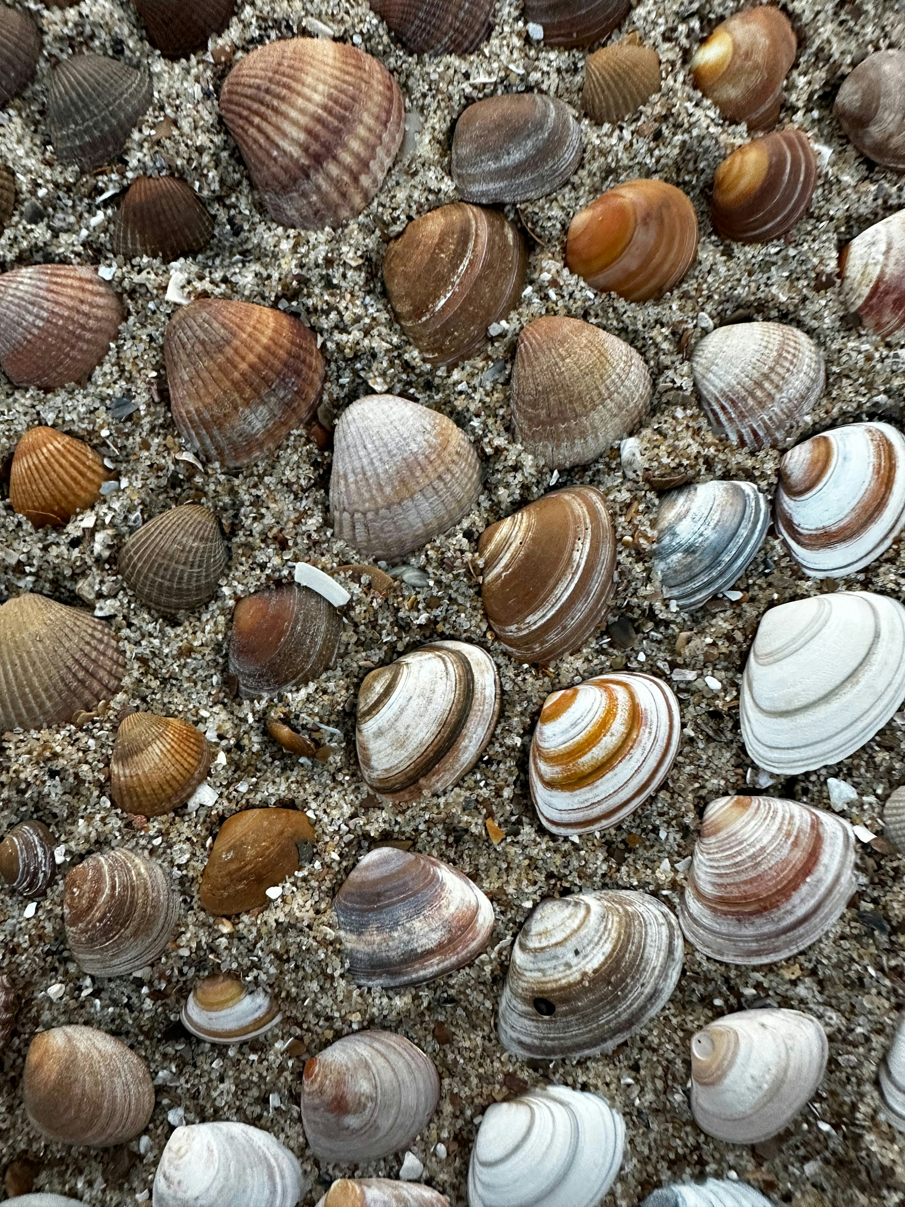 Shell Mosaic: Pebbled Confetti of Brown and White Spirals