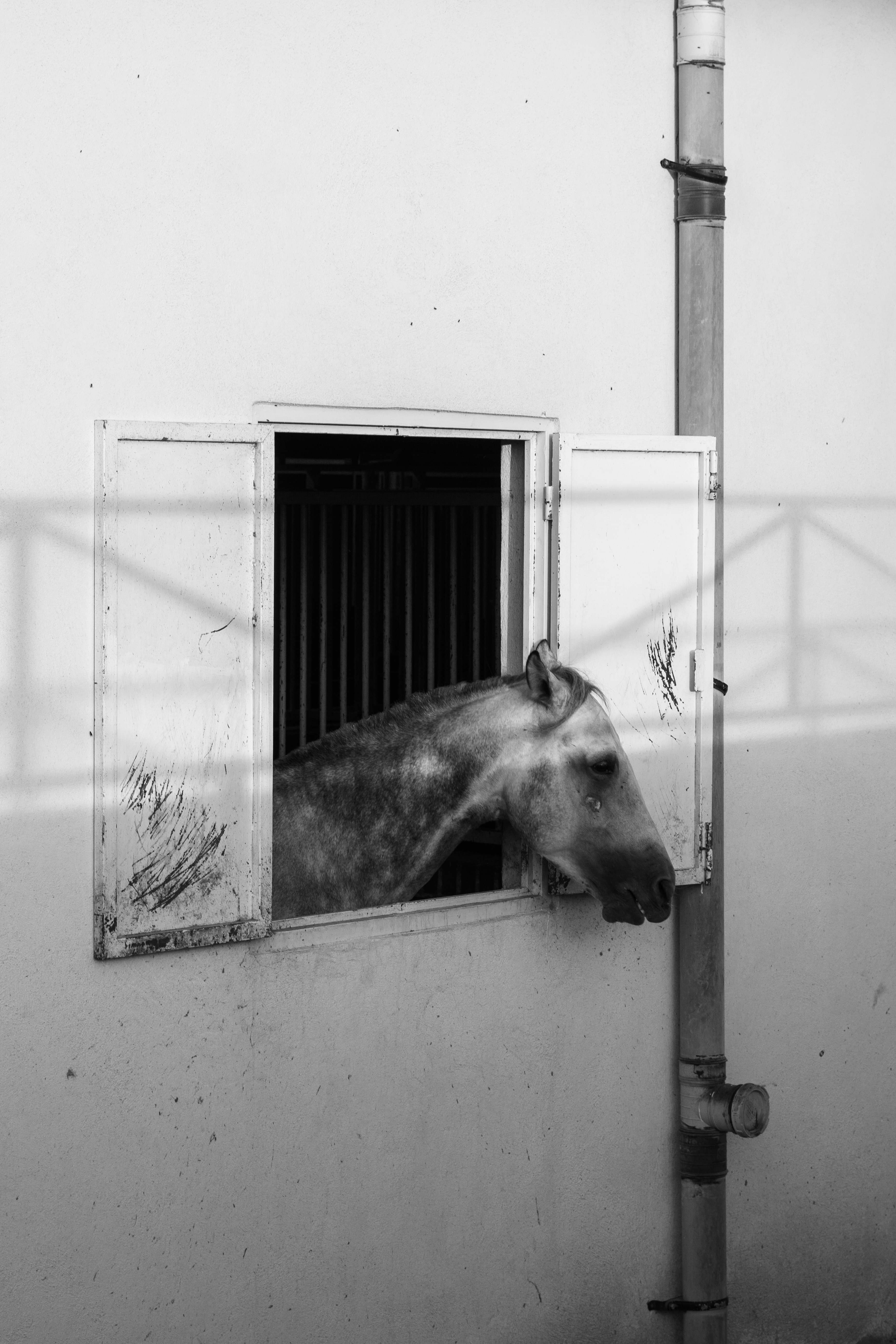 Horse in a Stable Frame: Quiet Gaze Through the Window
