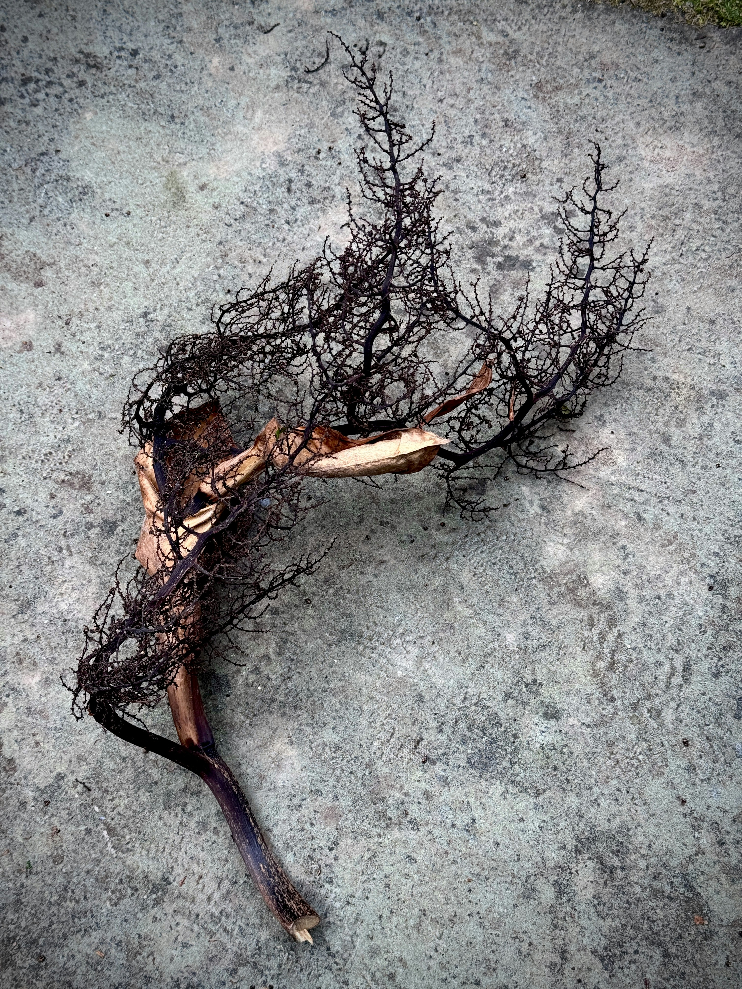 Withered Seaweed on Concrete: a Tangled Silhouette of Decay