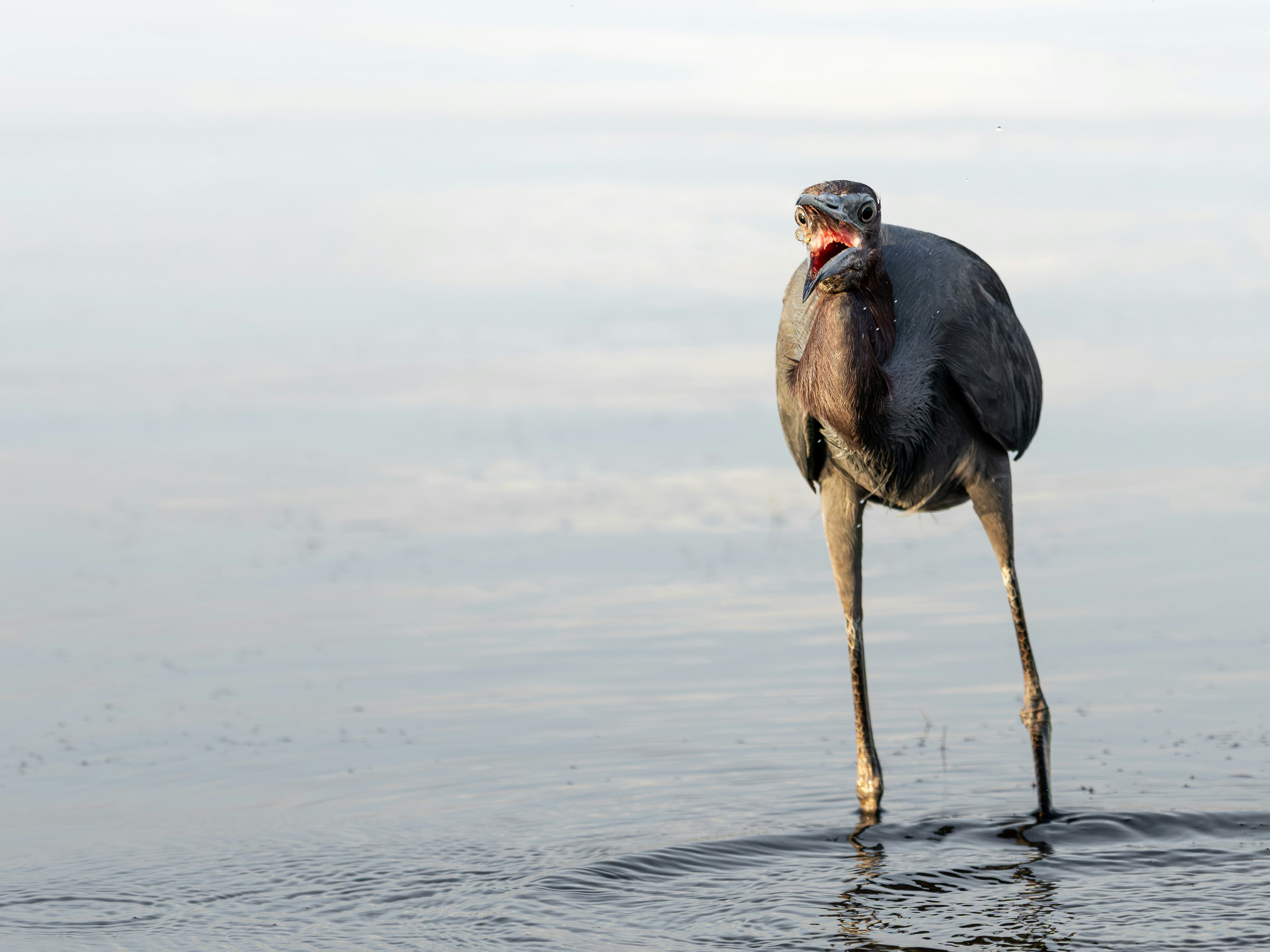 Stern Heron on a Quiet Shore