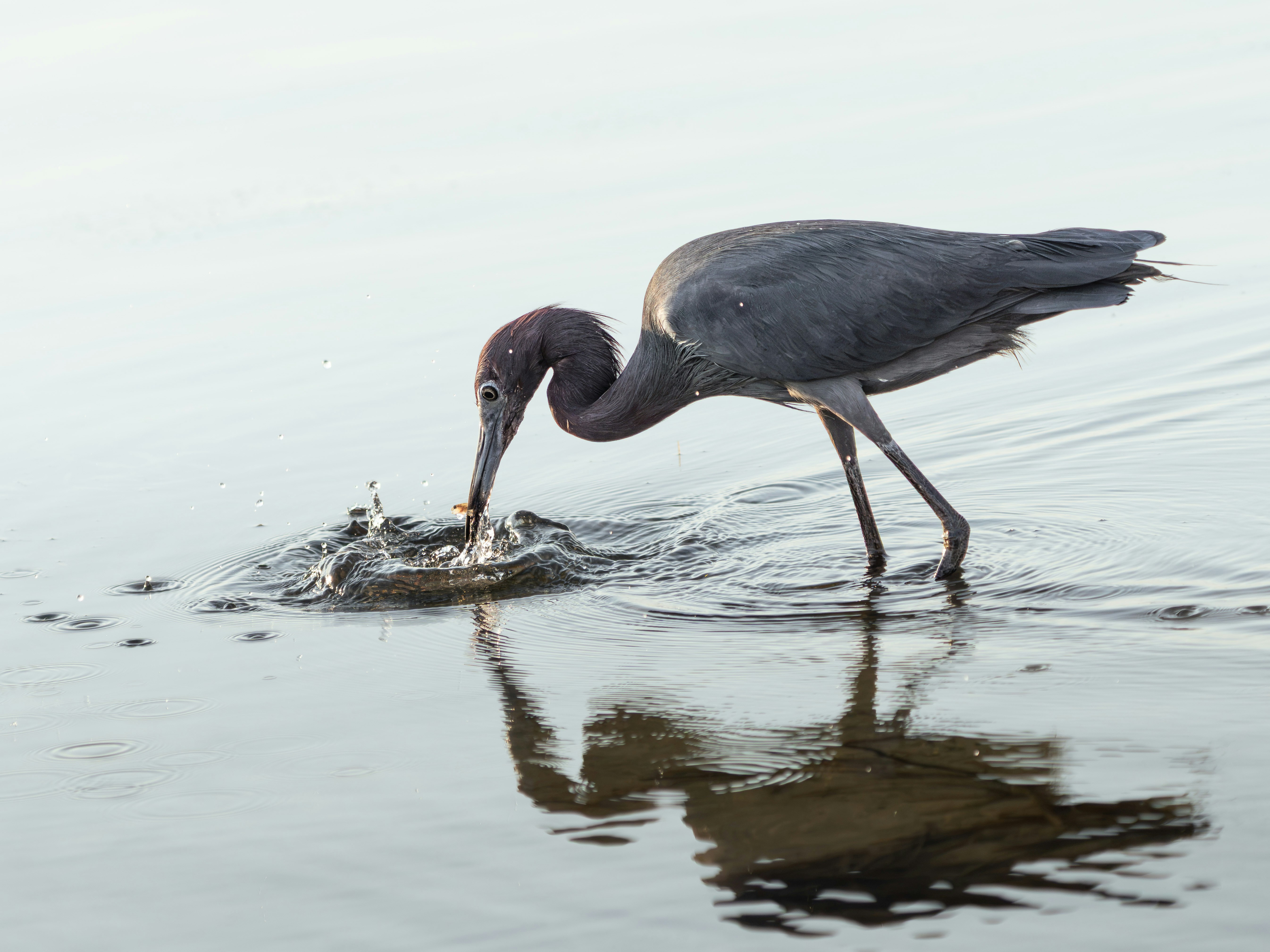 Heron Probing the Quiet Shore