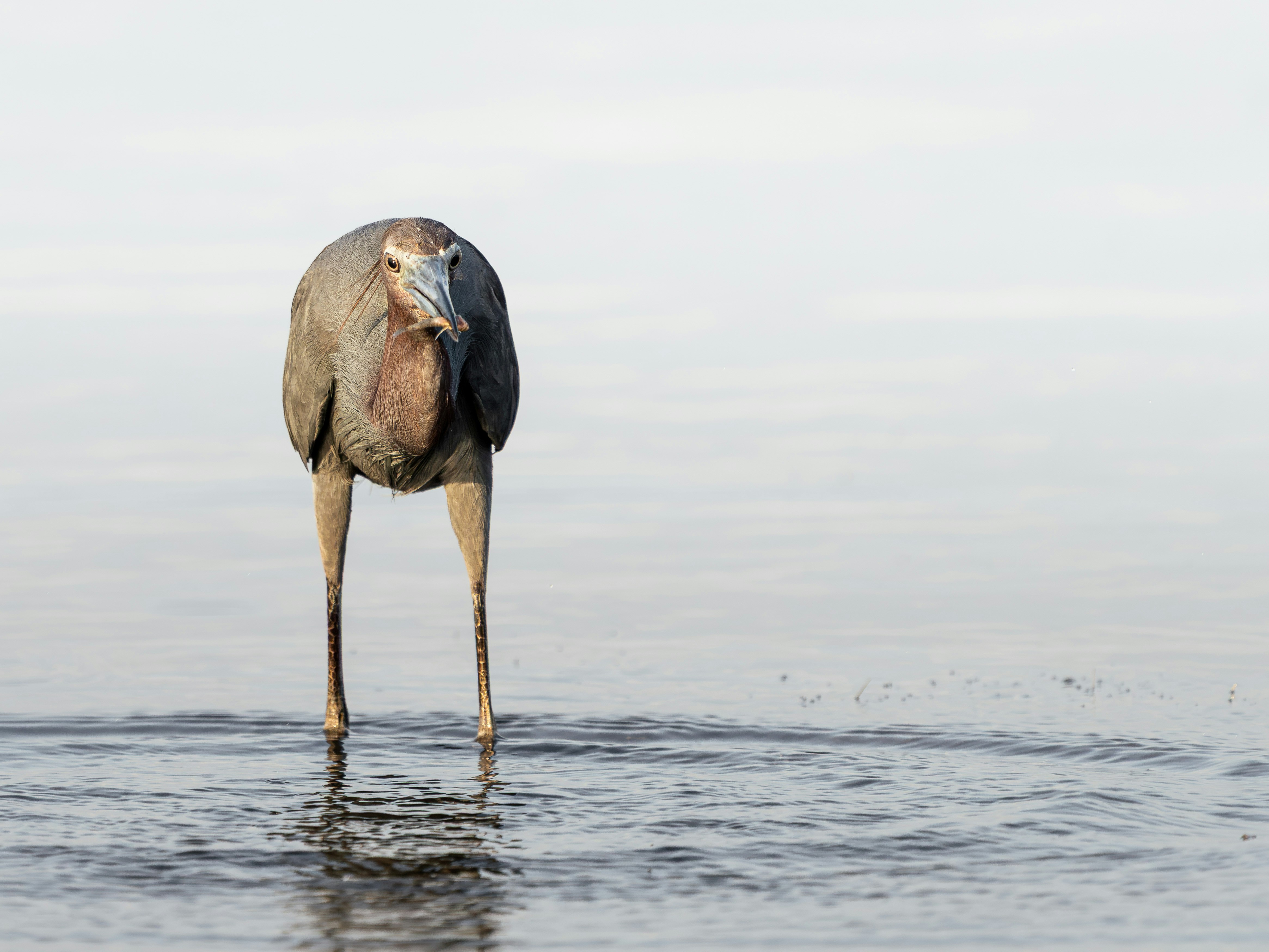 Stilted Sentinel: A Heron Stands Guard at Water’s Edge