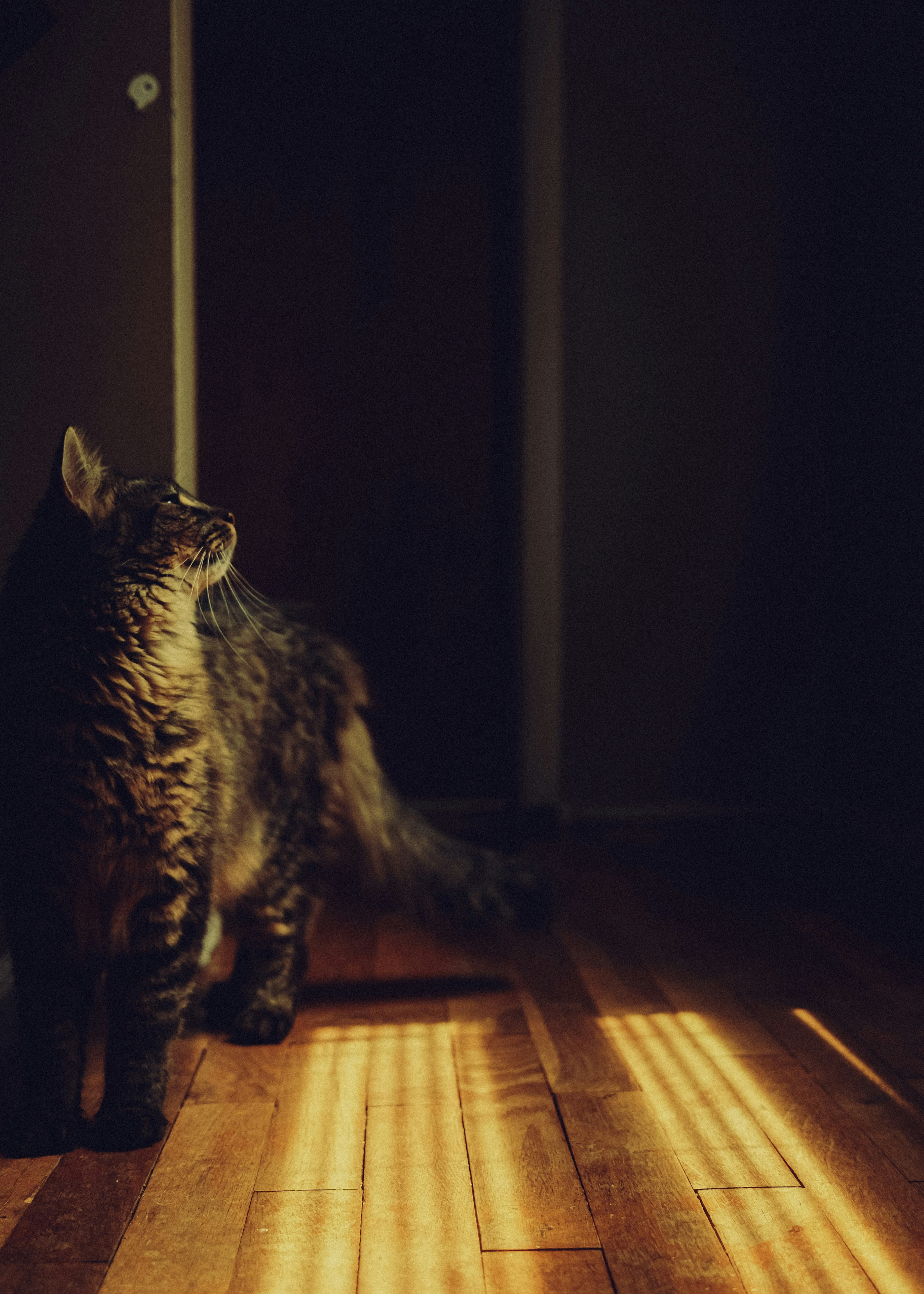 Shadowed Alley Cat in Warm Sunset Woodgrain Light