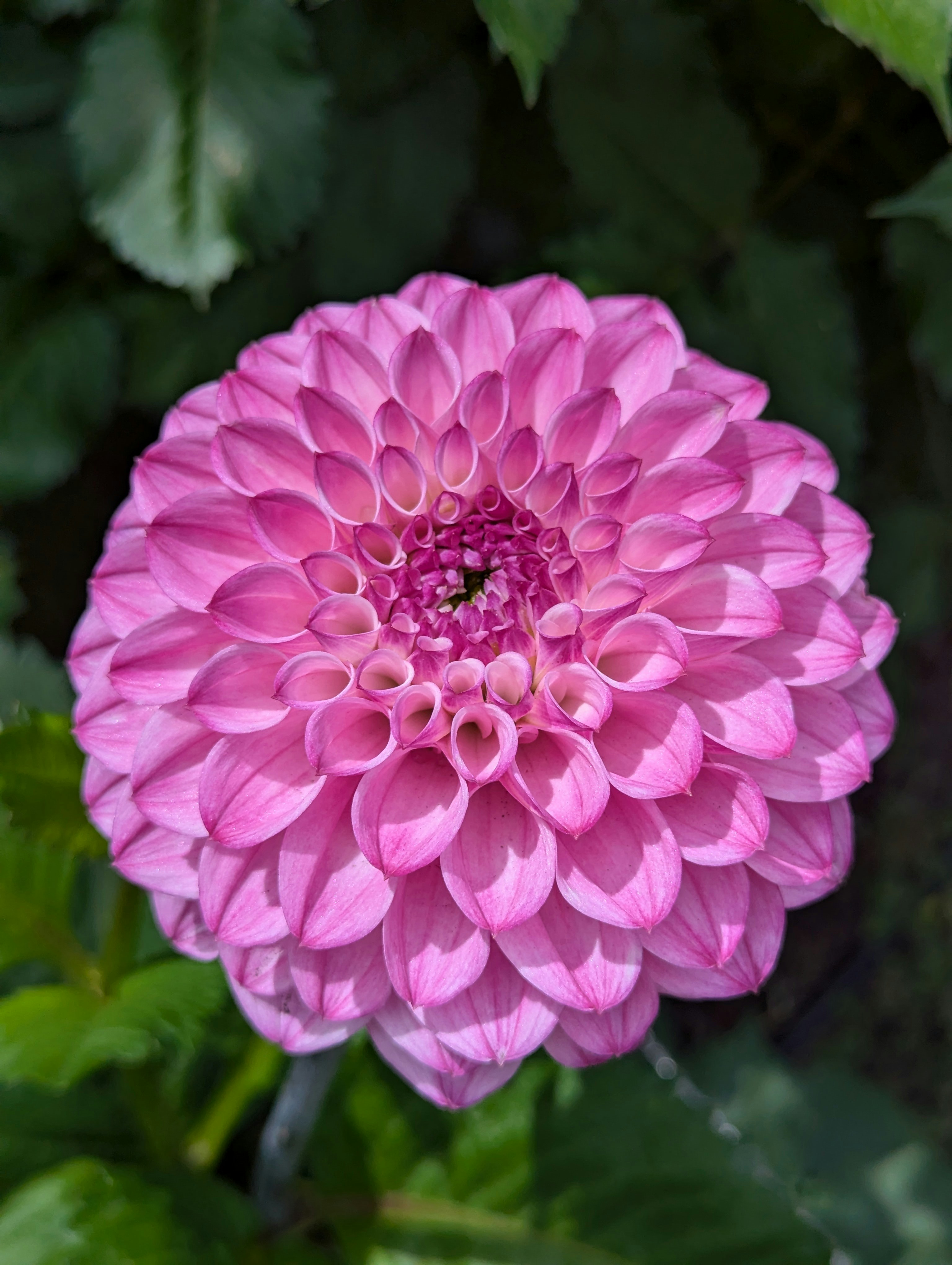 Pink Dahlia in Full Bloom: Symmetry and Soft Light