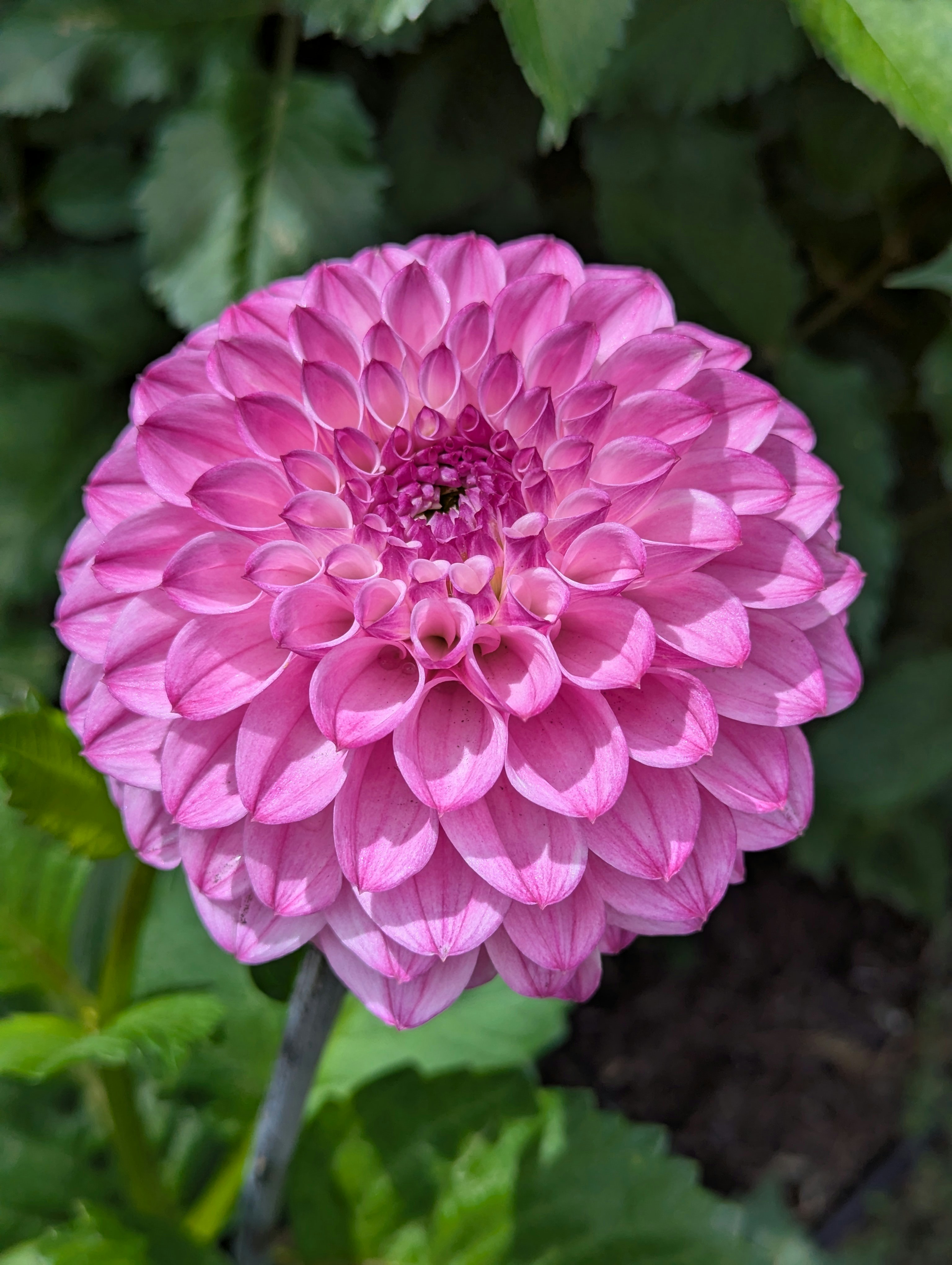 Pink Dahlia in Full Bloom with Radiant Petal Geometry
