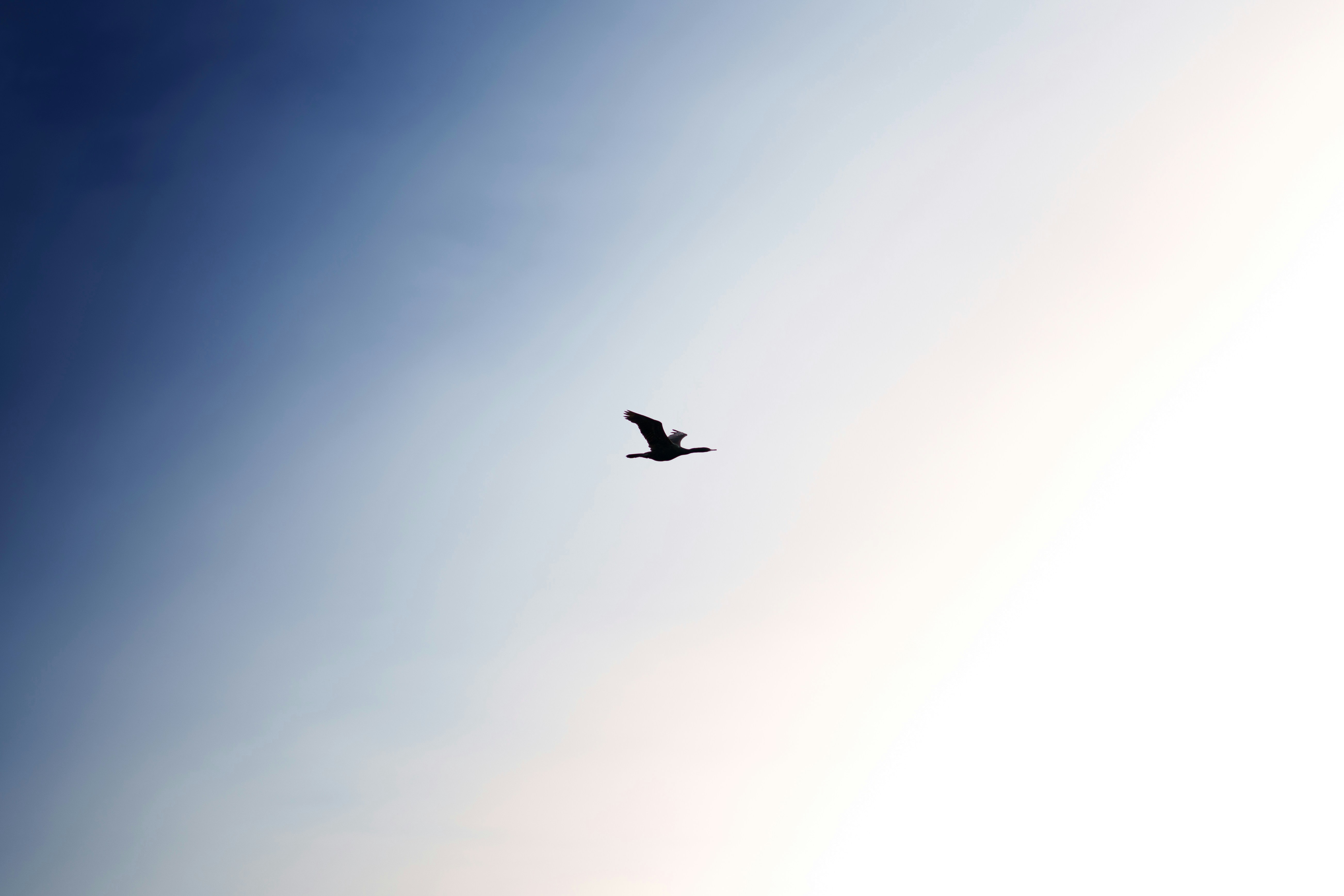 Soaring Silhouette Against a Pale Sky