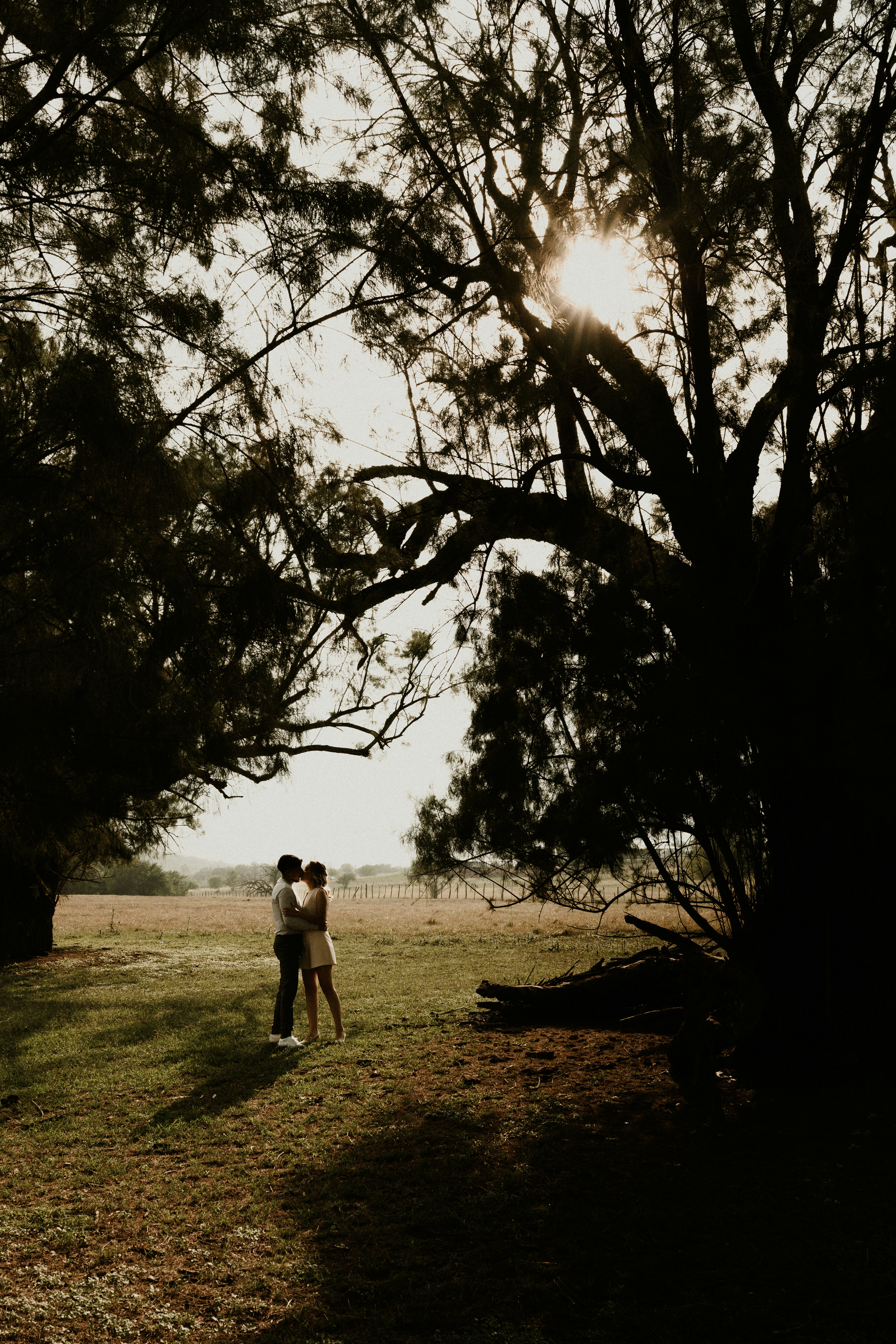 Embrace Under the Sunlit Branches